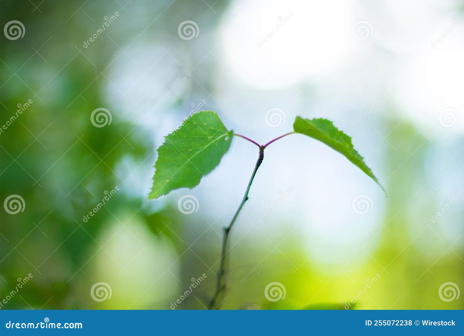 Shallow Focus Shot of a Birch Tree Sprout in a Forest Stock Photo ...