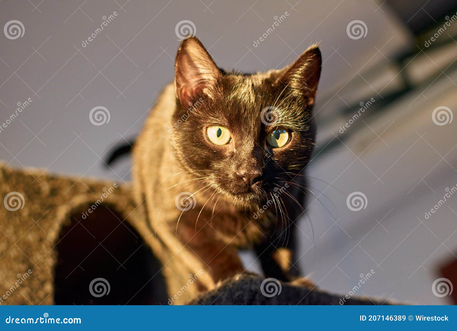 Shallow Focus Shot of a Bombay Cat Fluffy Muzzle Lying on the ...