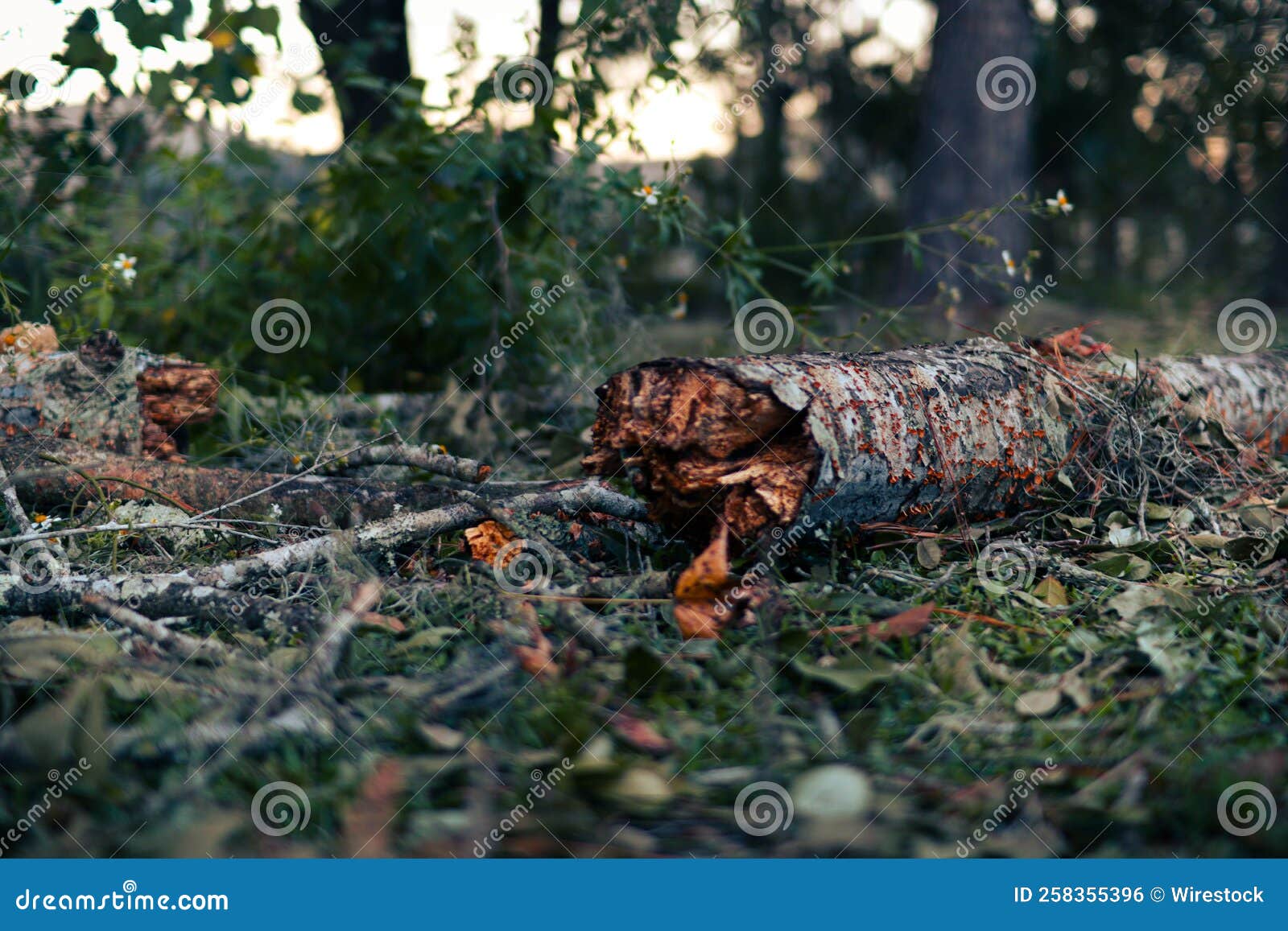 Shallow Focus Shot of a Broken Tree with Its Branches Scattered Around ...