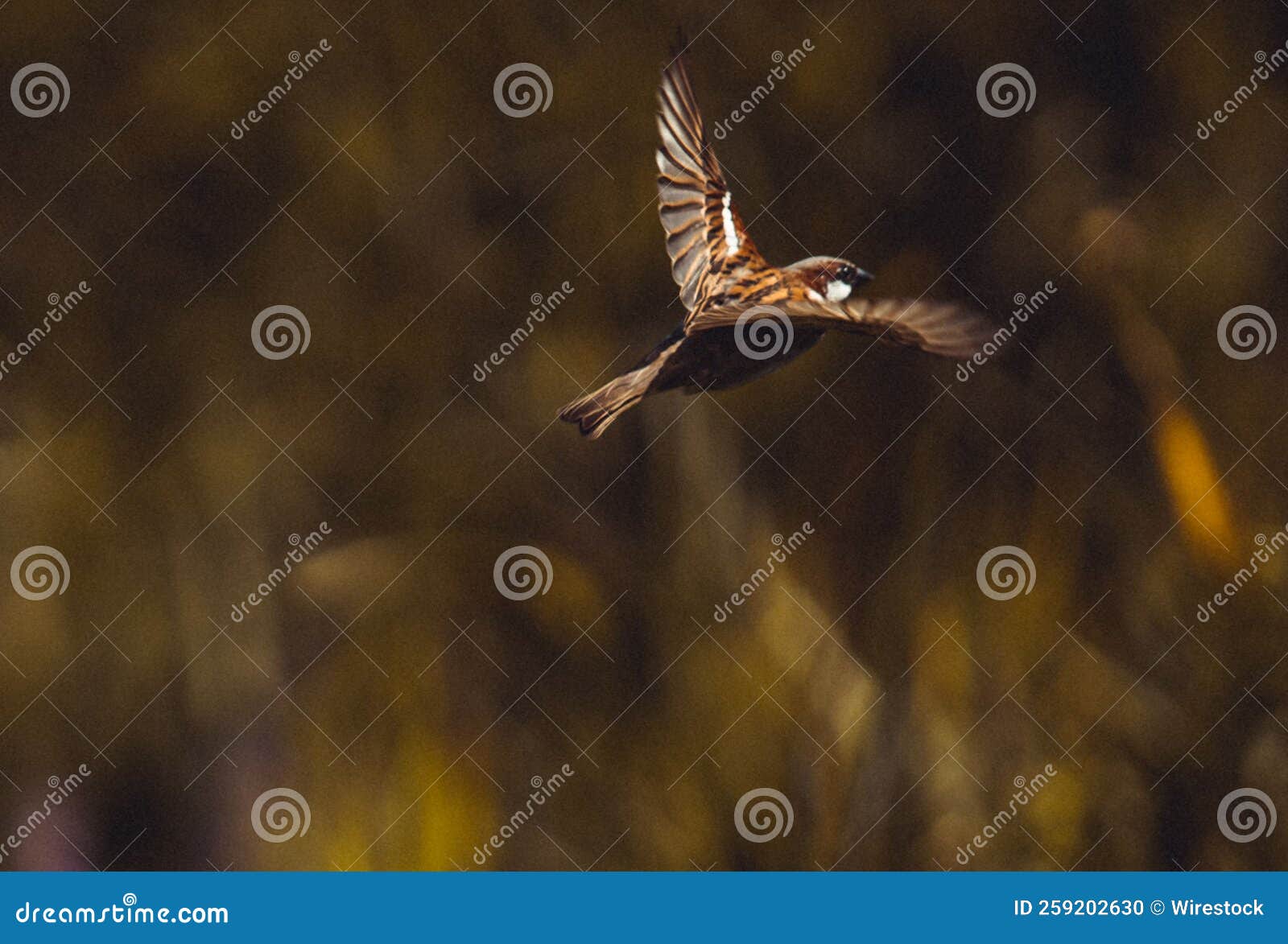Shallow Focus Shot of a Brown Bird Flying in the Air Stock Photo ...