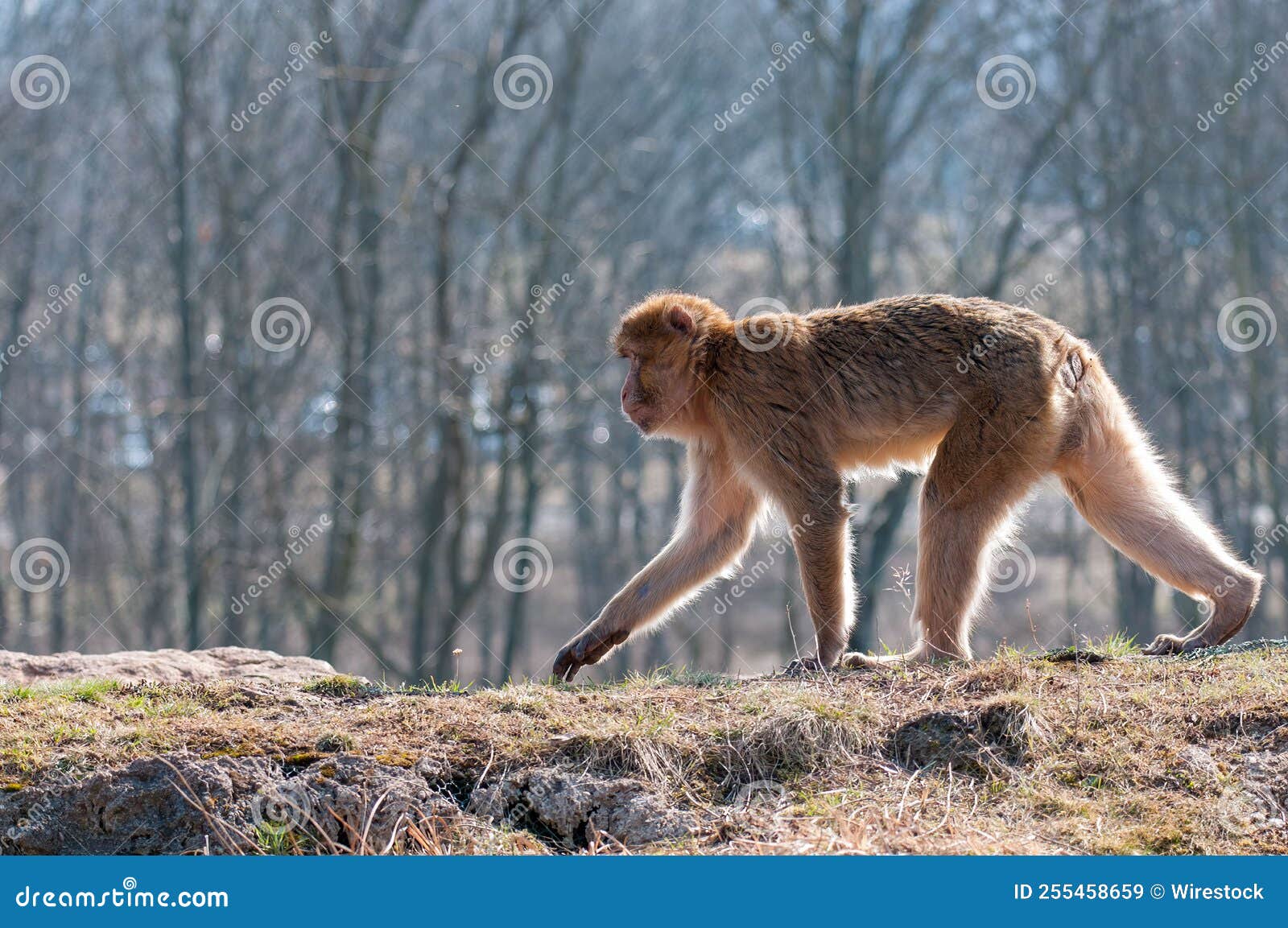 Shallow Focus Shot of a Brown Macaque Walking with Deciduous Trees in ...