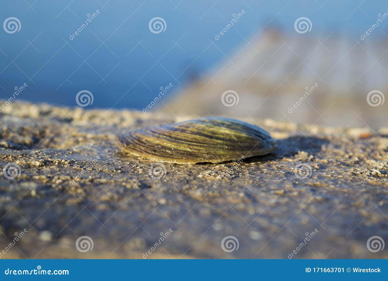 Shallow Focus Shot of a Shell on a Ledge Stock Image - Image of grains ...
