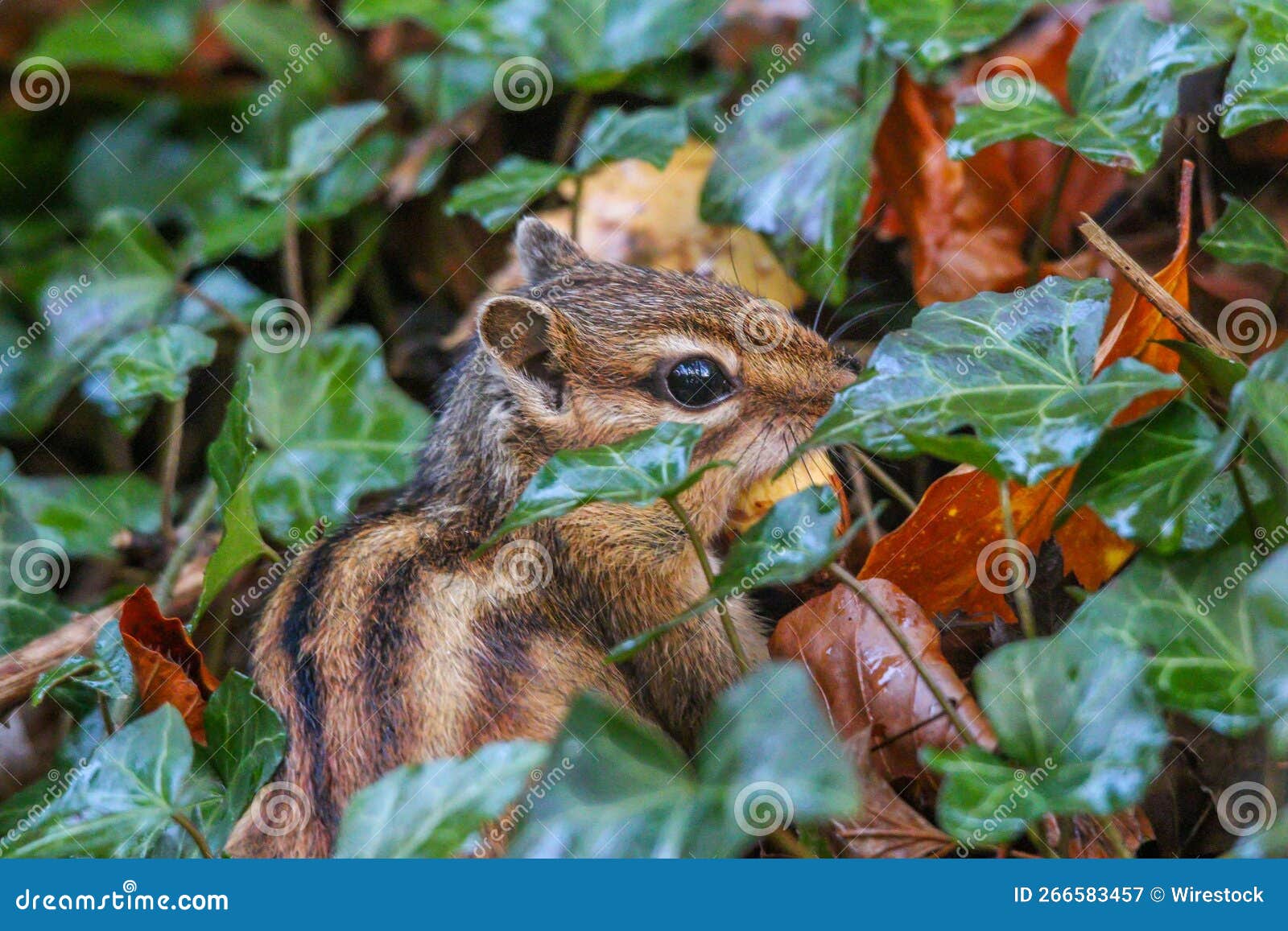 Shallow Focus Shot of a Common Chipmunk among Leaves Stock Image ...