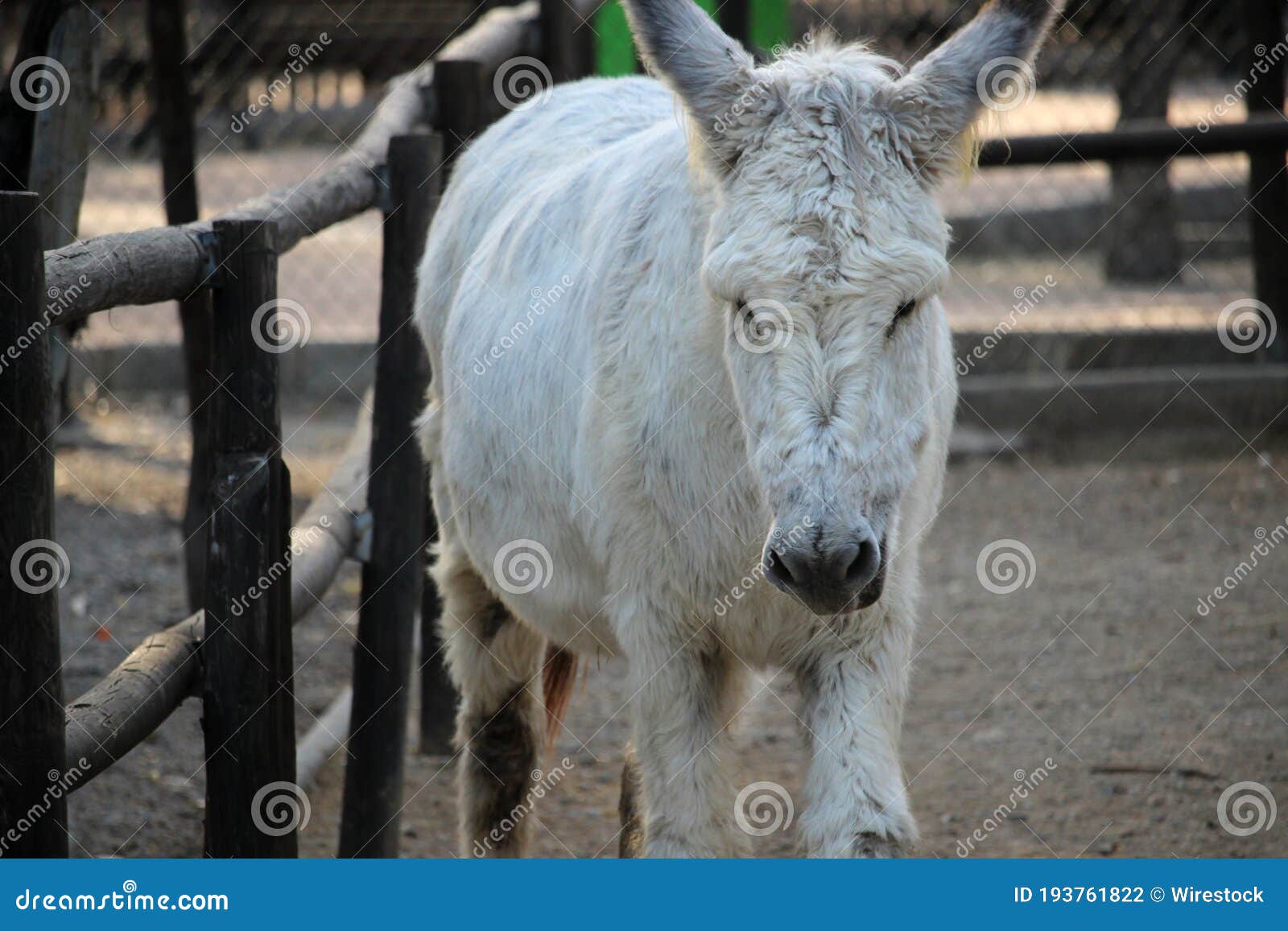 Shallow Focus Shot of a Cute White Burro Stock Photo - Image of ...