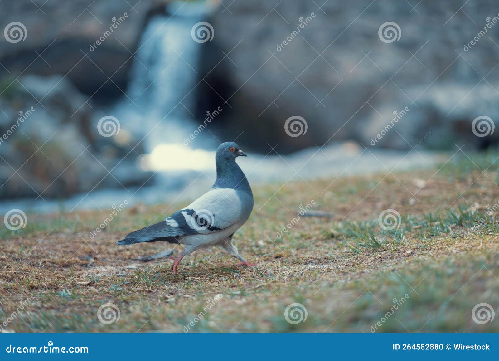Shallow Focus Shot of a Dove on the Ground Stock Photo - Image of ...
