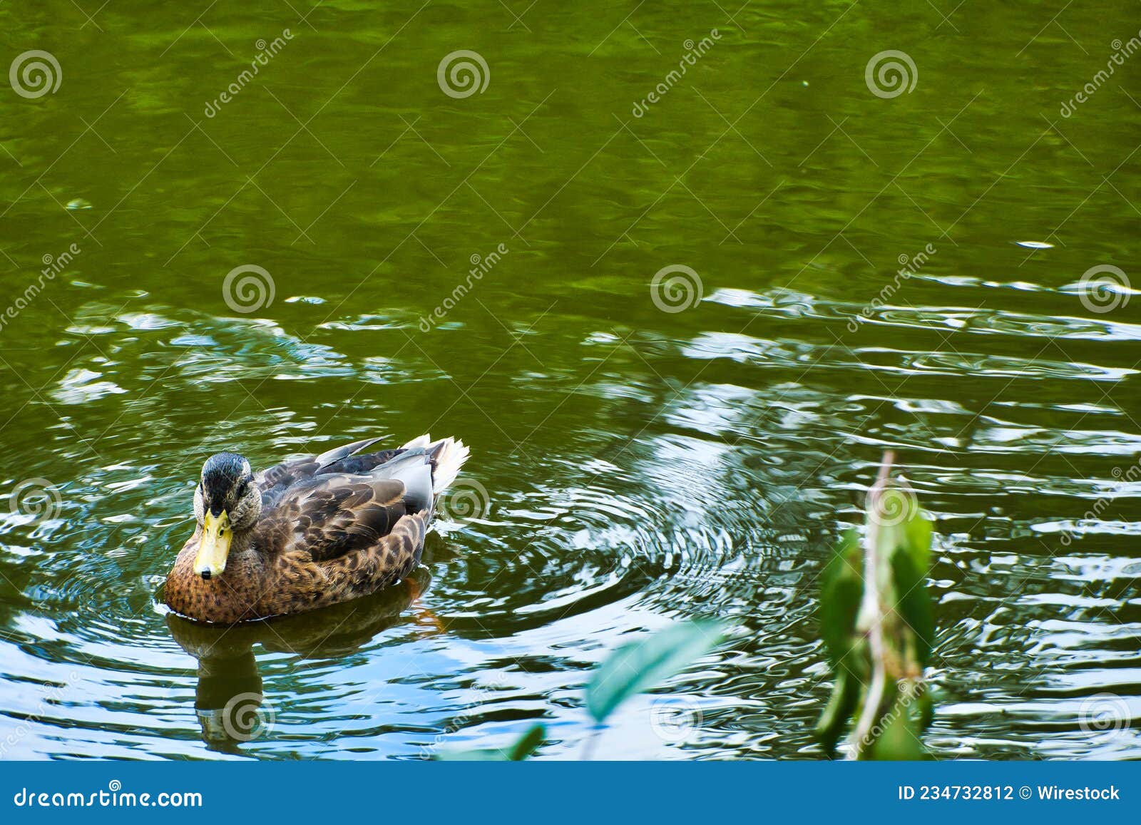 Shallow Focus Shot of a Duck in a Pond Stock Photo - Image of bird ...