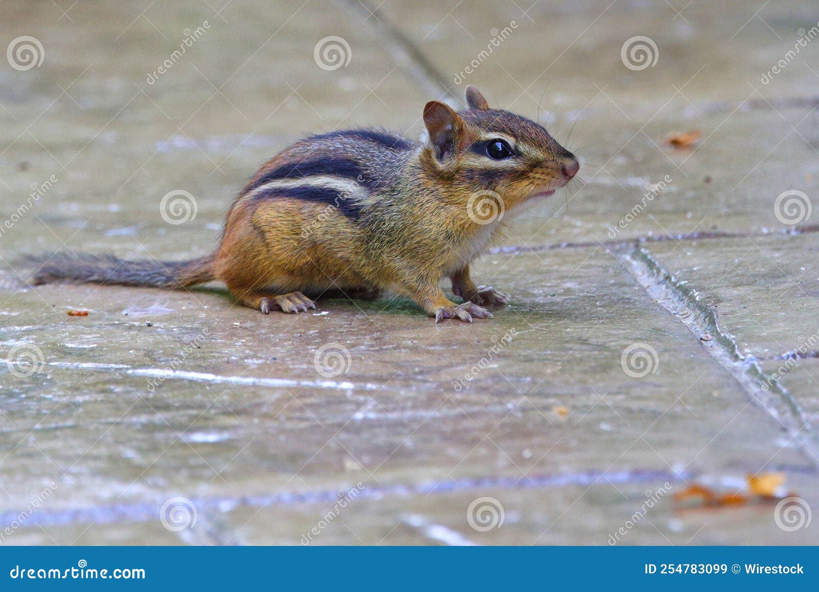 Shallow Focus Shot of an Eastern Chipmunk Standing on a Tile Floor with ...