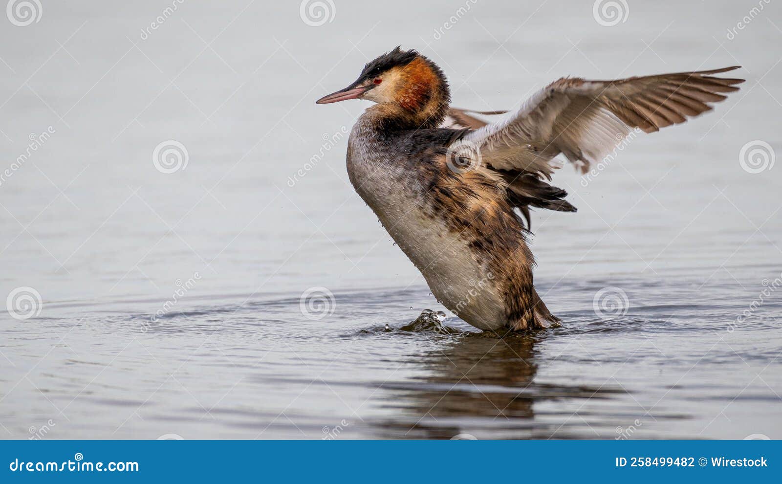 Shallow Focus Shot of a Great Crested Grebe Coming Out of the Water ...
