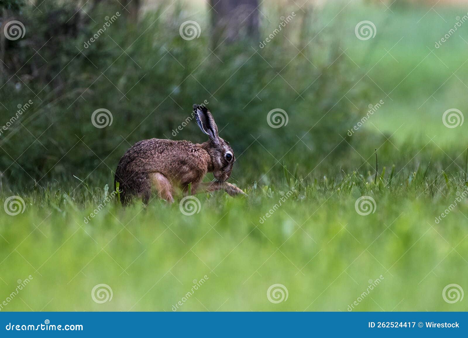 Shallow Focus Shot of a Hare on a Green Meadow Stock Image - Image of ...