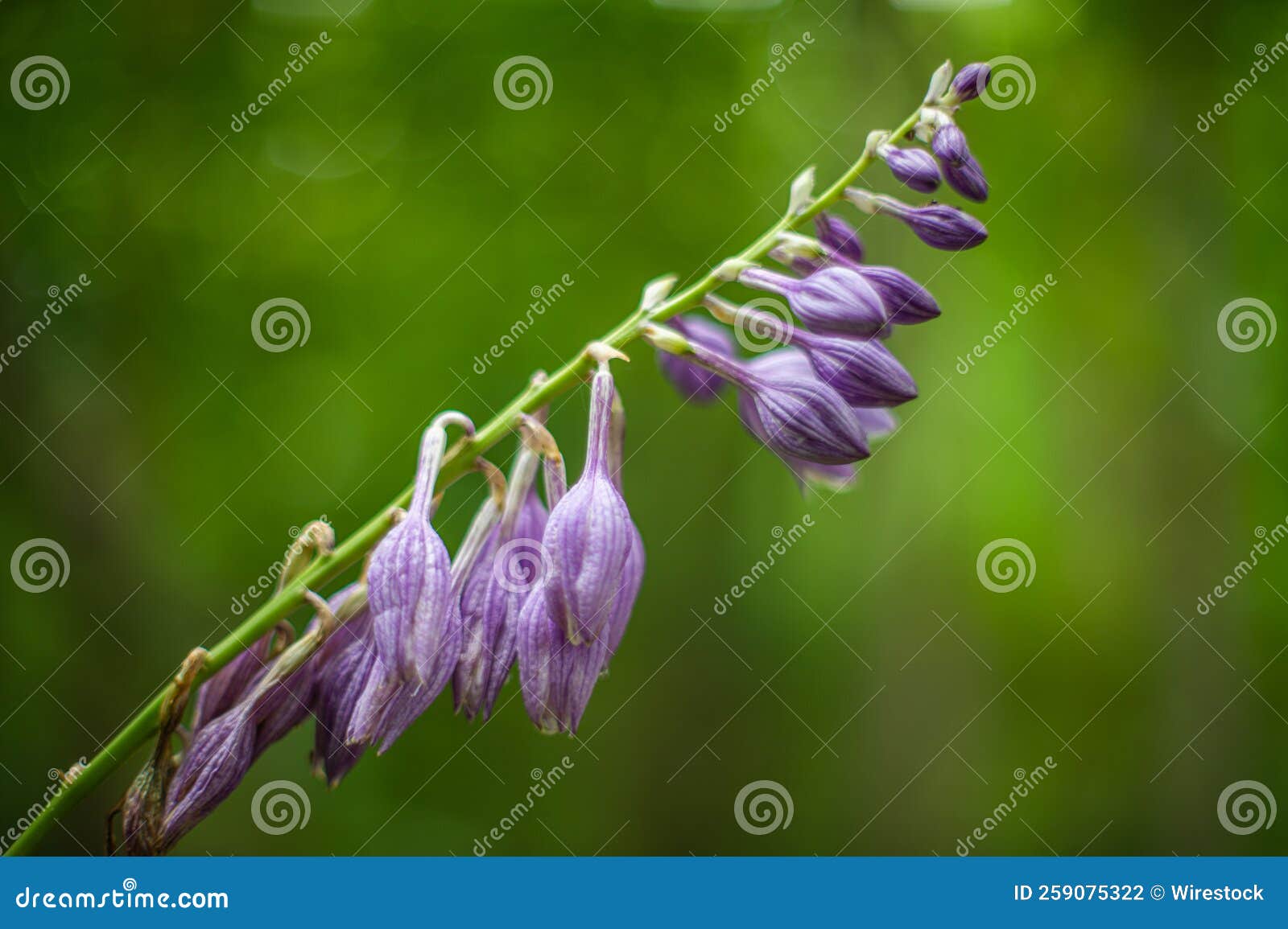 Shallow Focus Shot of the Hosta Clausa in Bloom Stock Photo - Image of ...