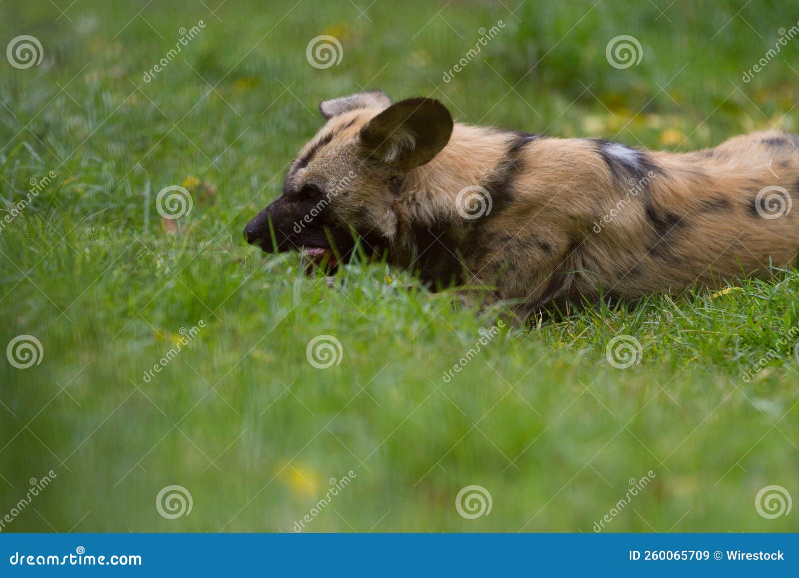 Shallow Focus Shot of a Hyena Lying on the Grass in a Zoo Stock Image ...