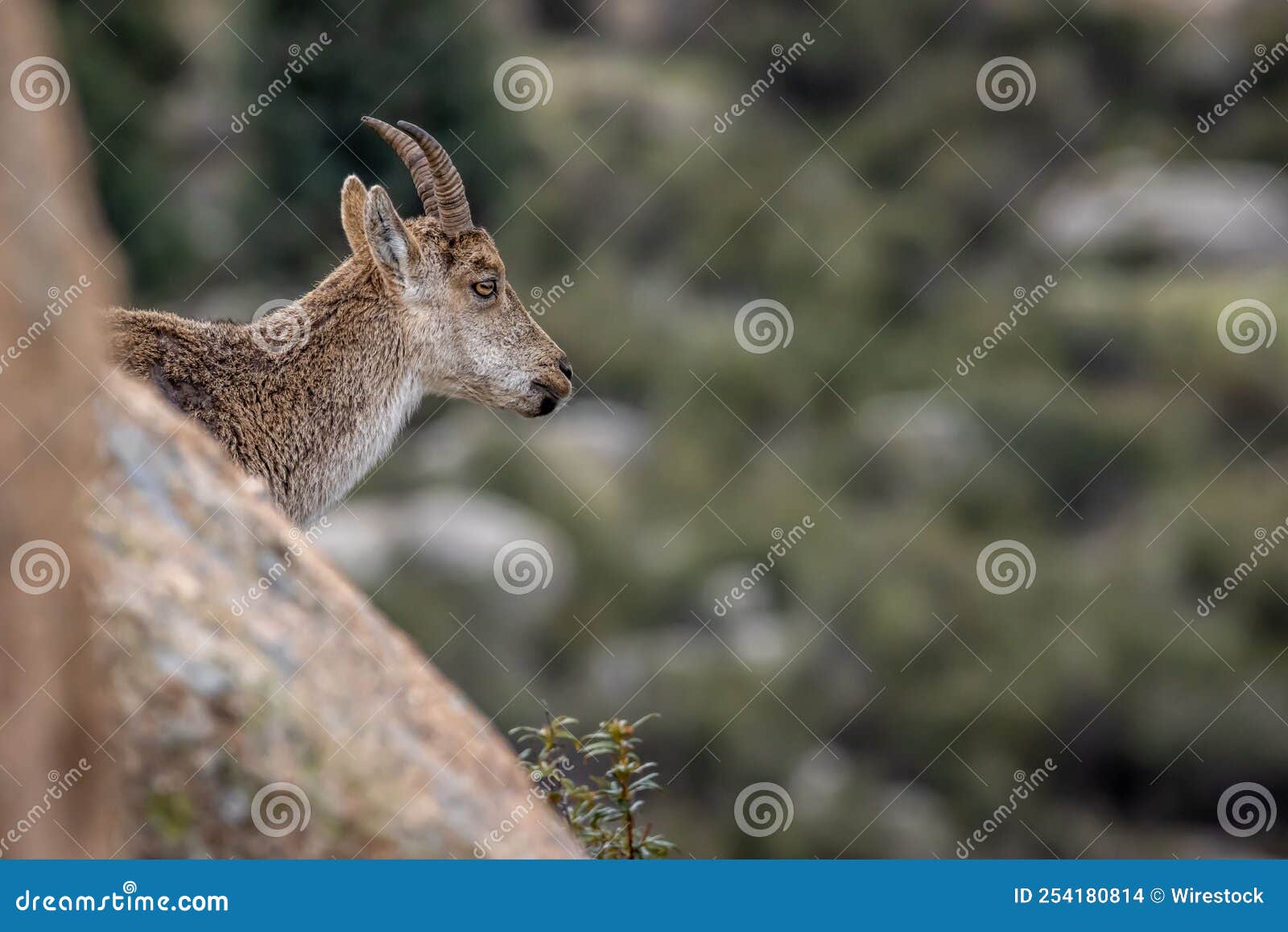 Shallow Focus Shot of Iberian Ibex on the Cliff Stock Photo - Image of ...