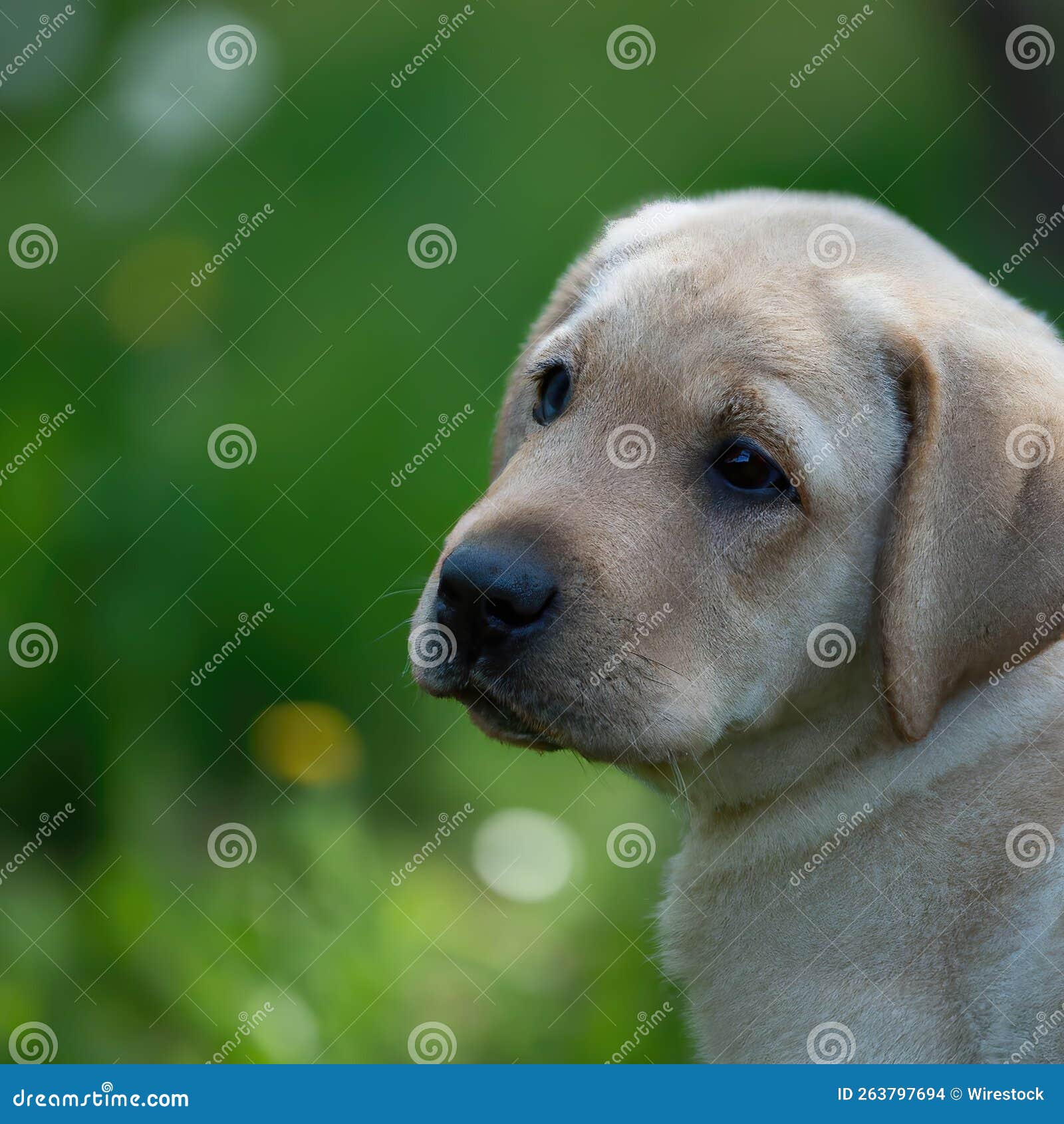 Shallow Focus Shot of a Labrador Dog Stock Photo - Image of animal ...
