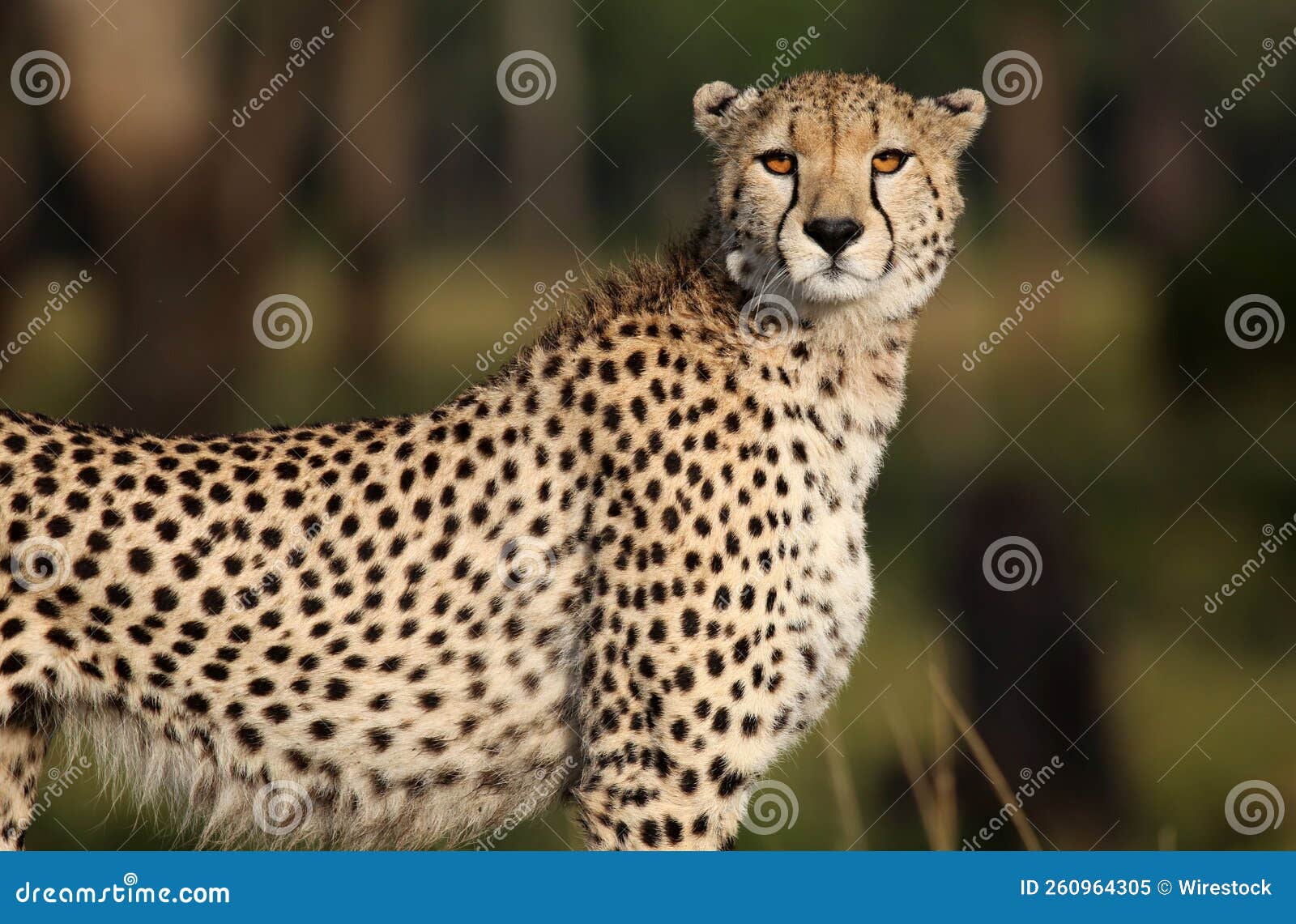 Shallow Focus Shot of a Leopard Stock Image - Image of brown, cheetah ...