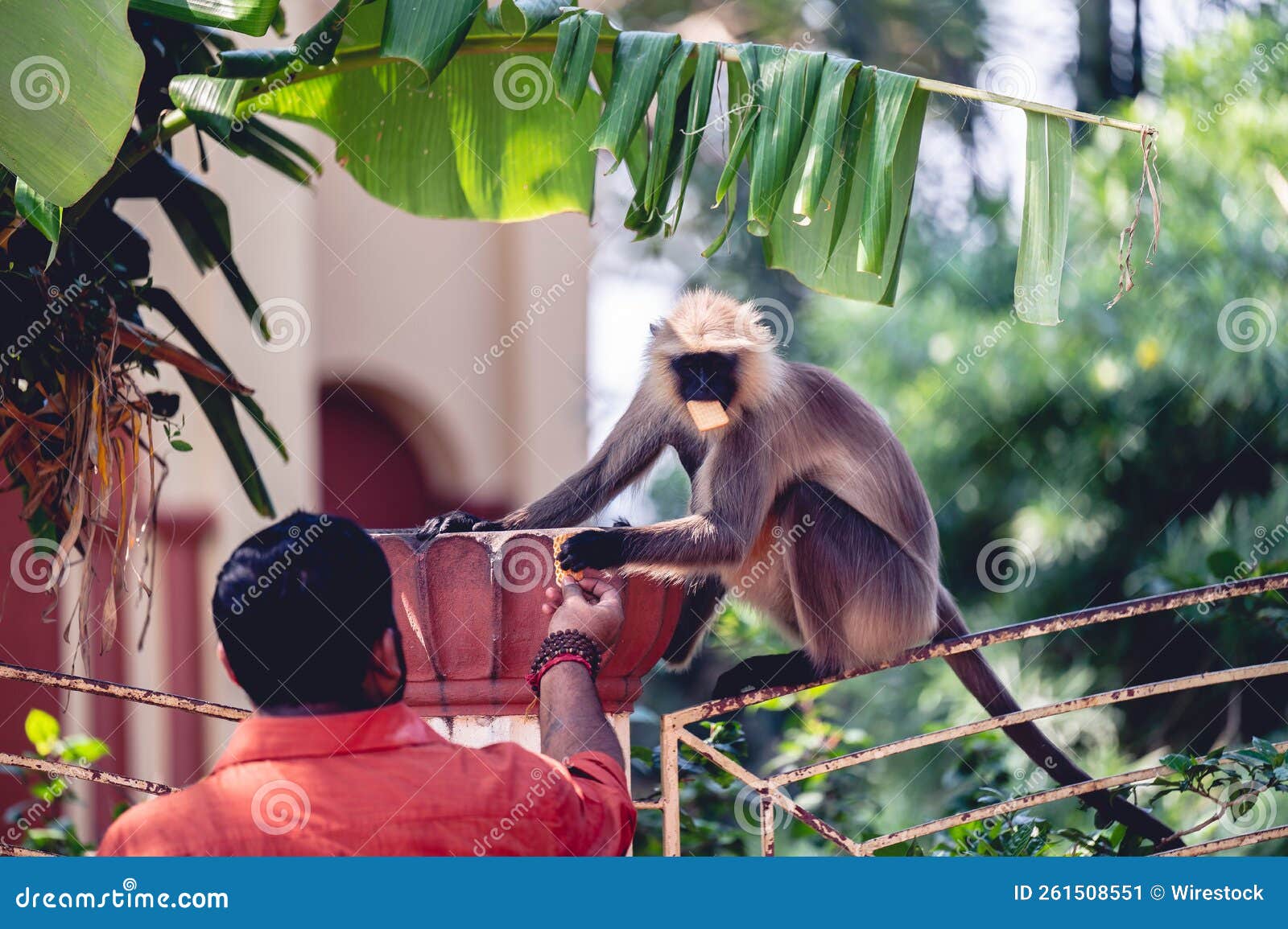 Shallow Focus Shot of a Monkey and a Male Stock Image - Image of animal ...
