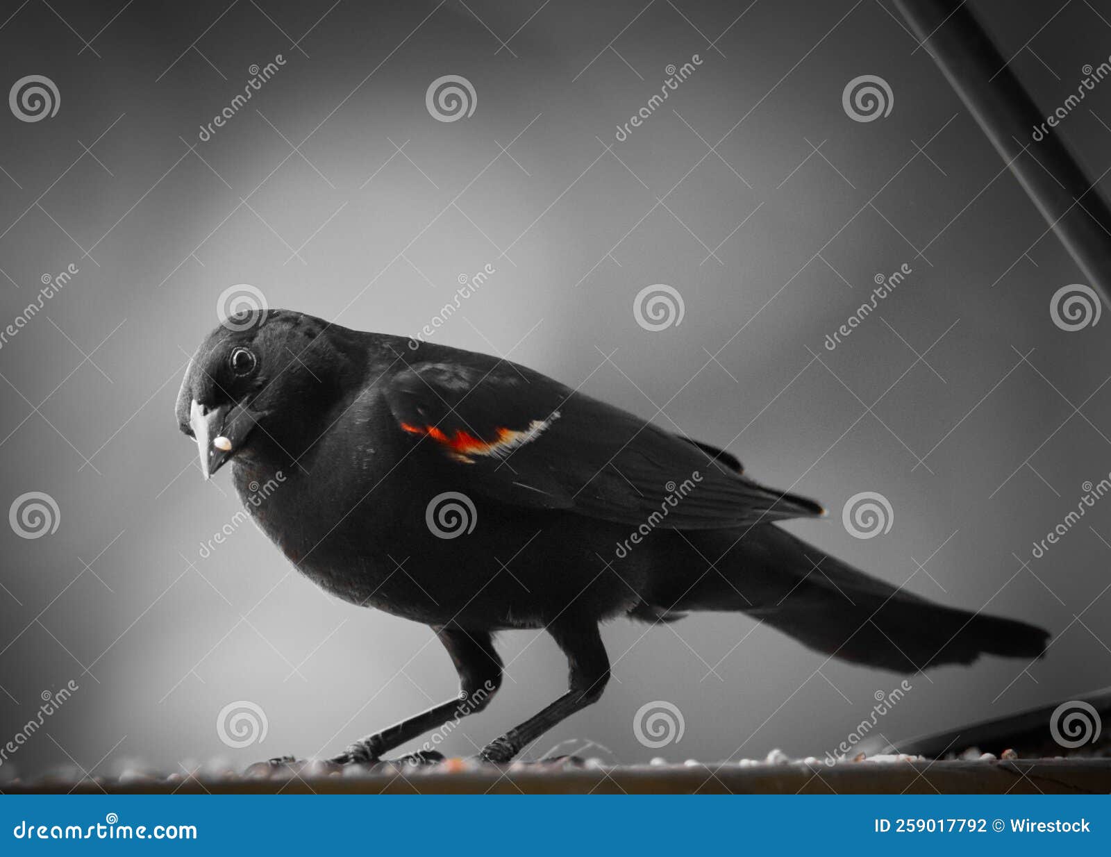 Shallow Focus Shot of Red-winged Blackbird on Blur Gray Background ...