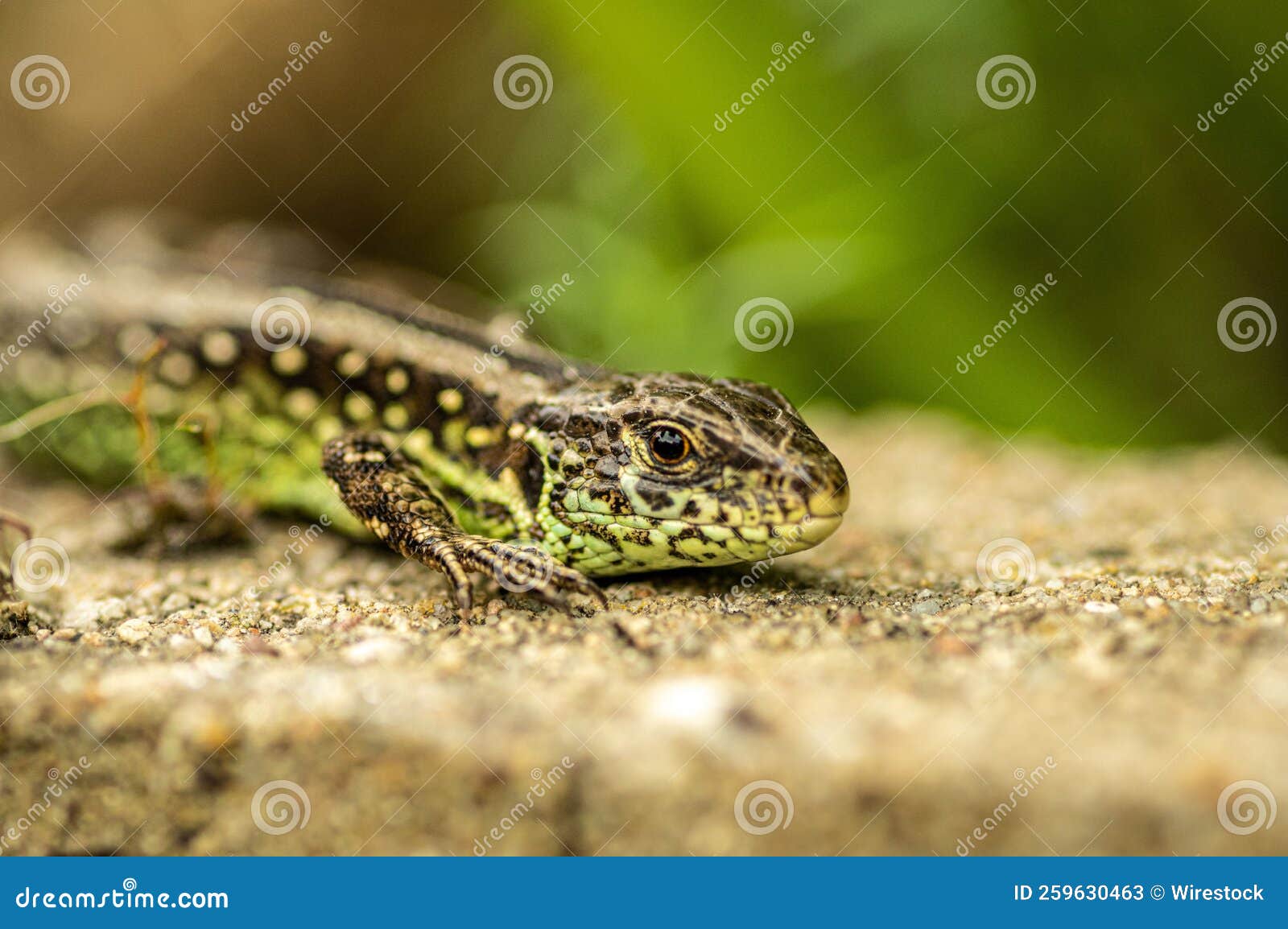 Shallow Focus Shot of a Sand Lizard on the Sandy Ground in the Garden ...