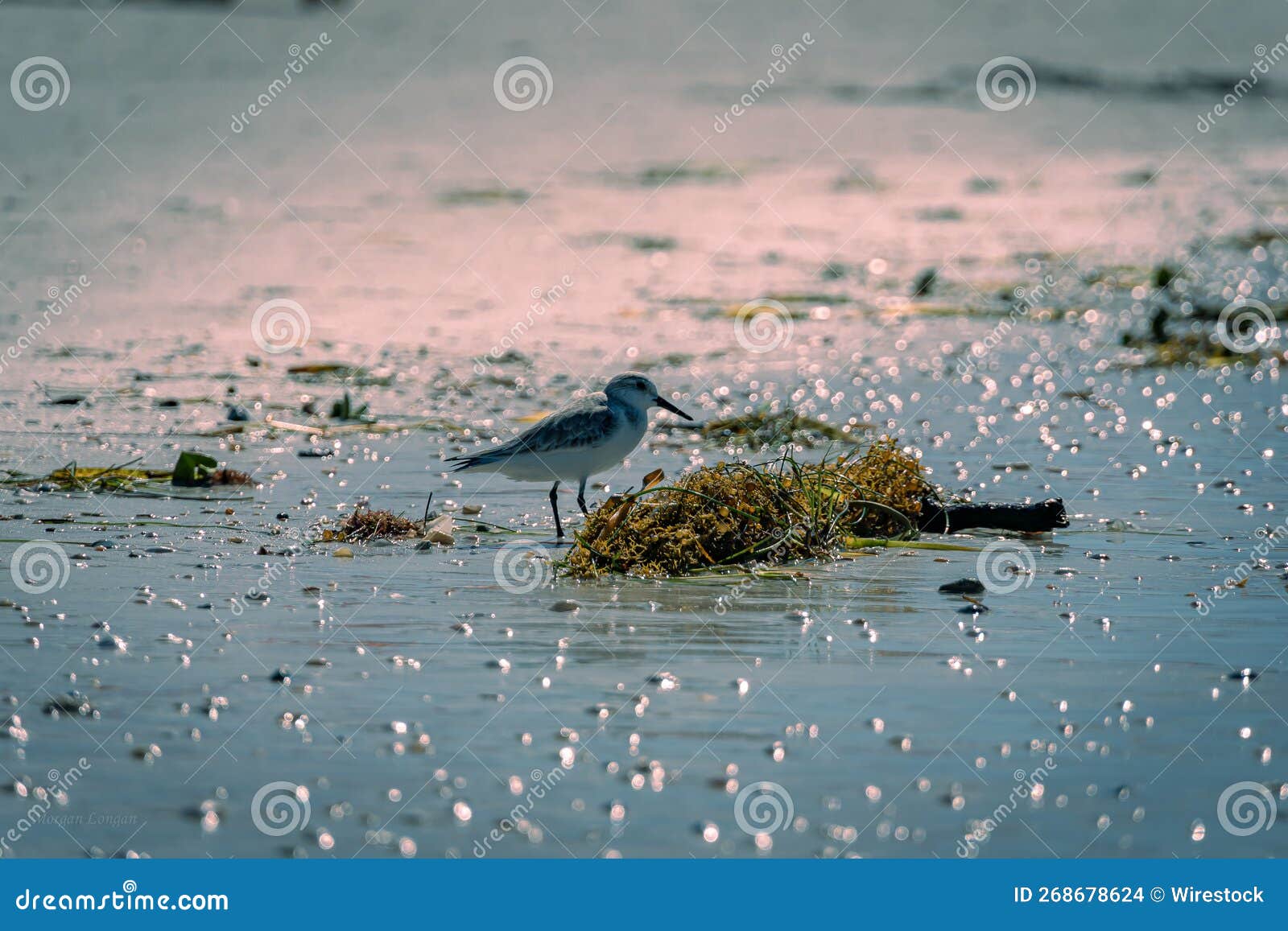 Shallow Focus Shot of a Sanderling Bird on a Shoreline Stock Photo ...