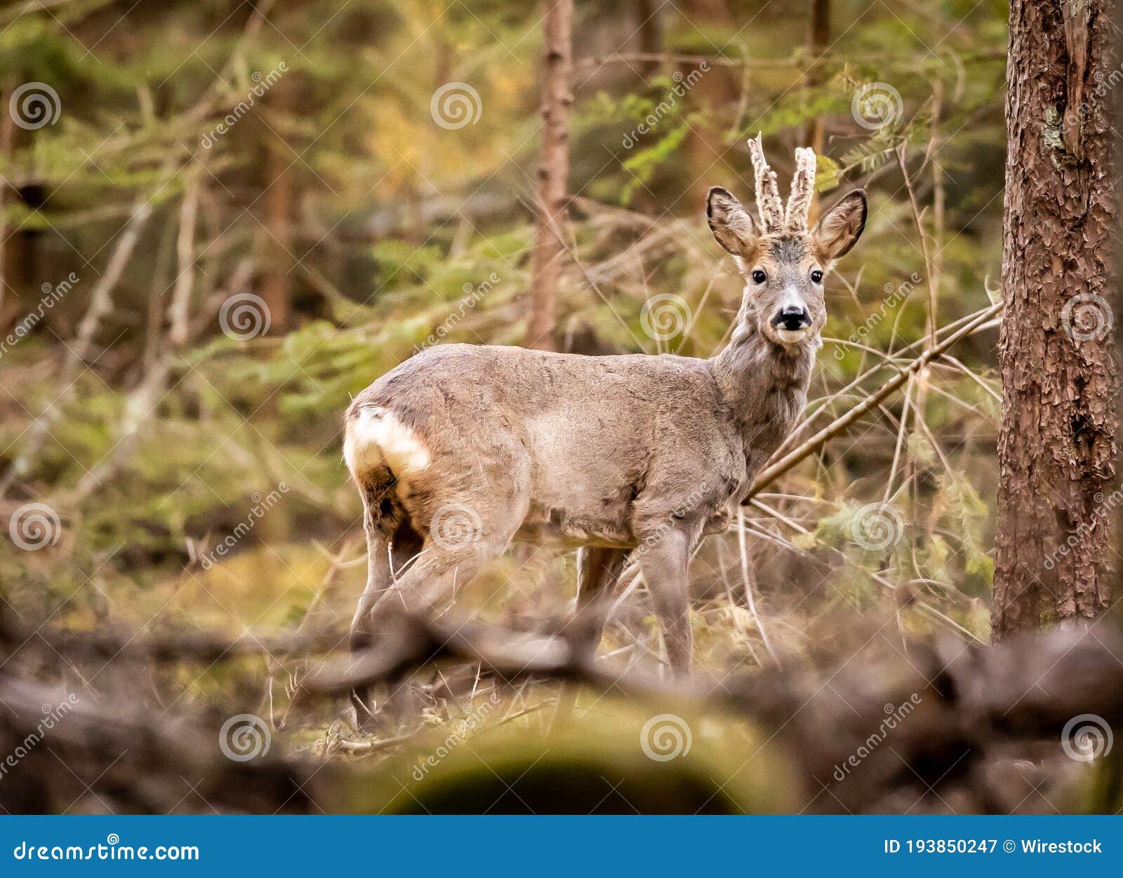 Shallow Focus Shot of a Scared Roe Deer in a Forest Stock Image - Image ...