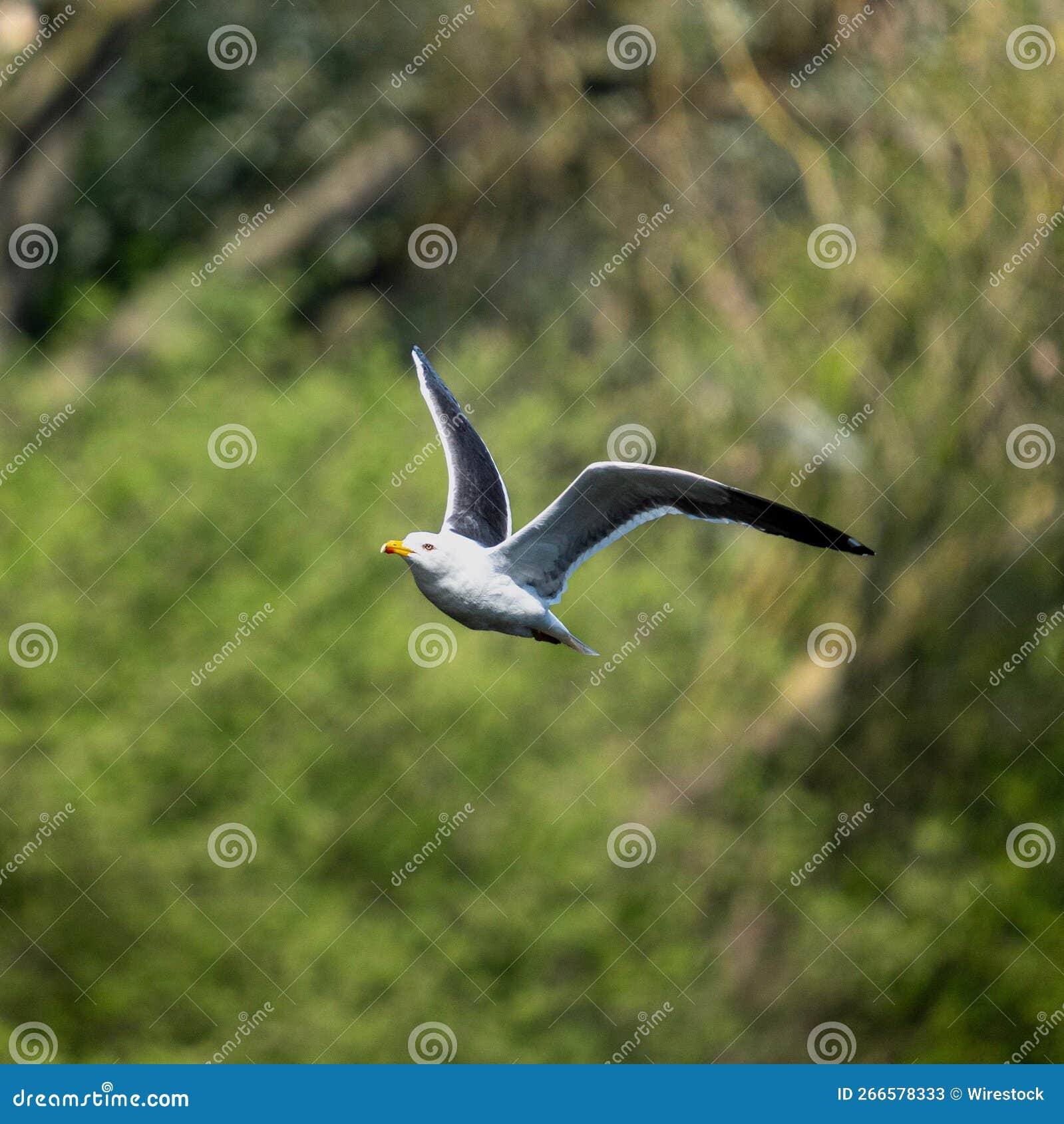 Shallow Focus Shot of a Seagull Captured in Midflight Stock Image ...