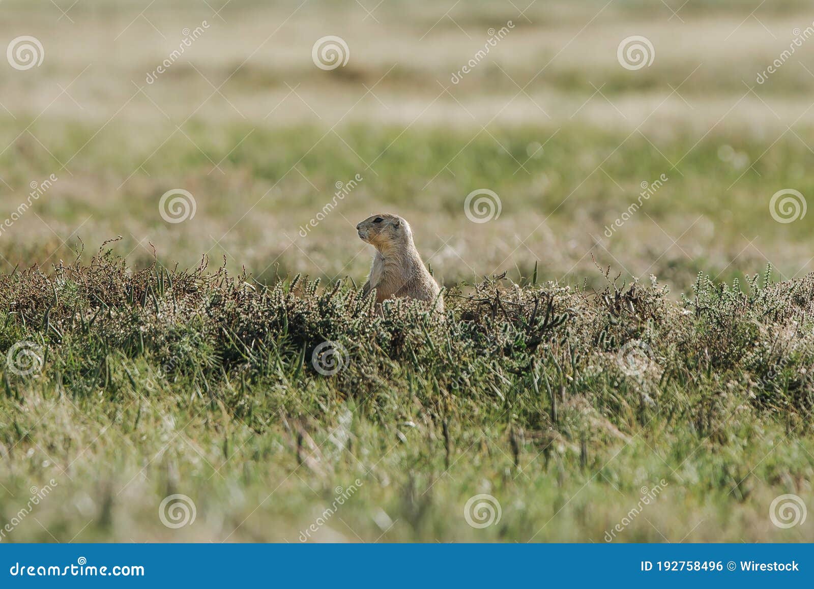 Shallow Focus Shot of a Small Cute Gopher in a Blurry Background Stock ...