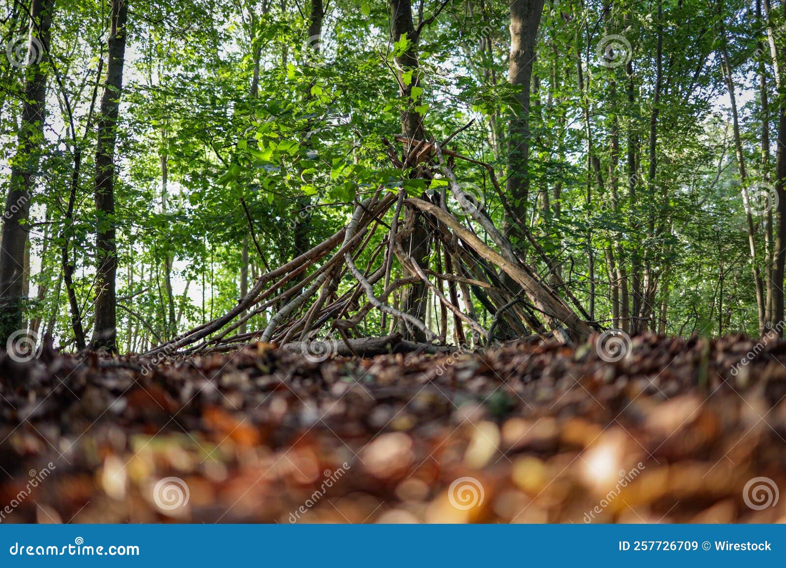 Shallow Focus Shot of a Small Hut Made with Tree Branches in the Forest ...