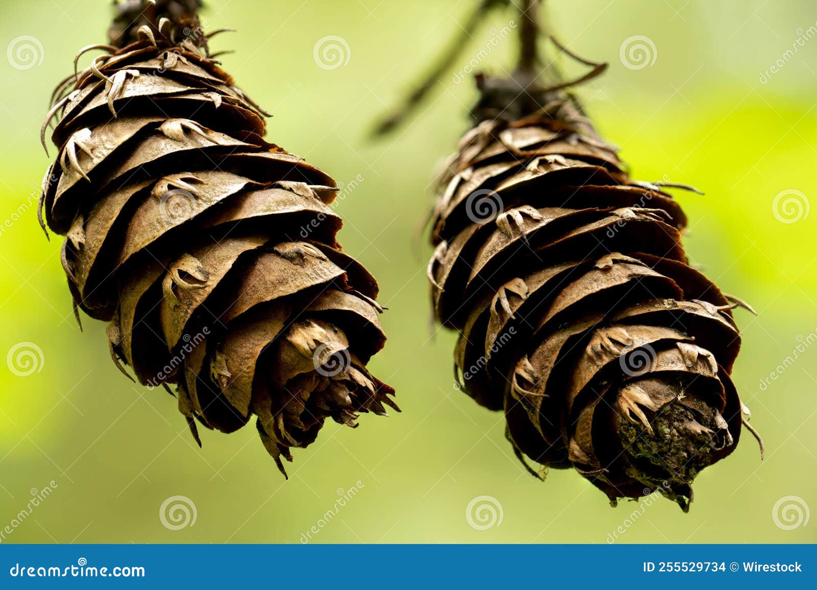 Shallow Focus Shot of Two Pine Cones Stock Illustration - Illustration ...