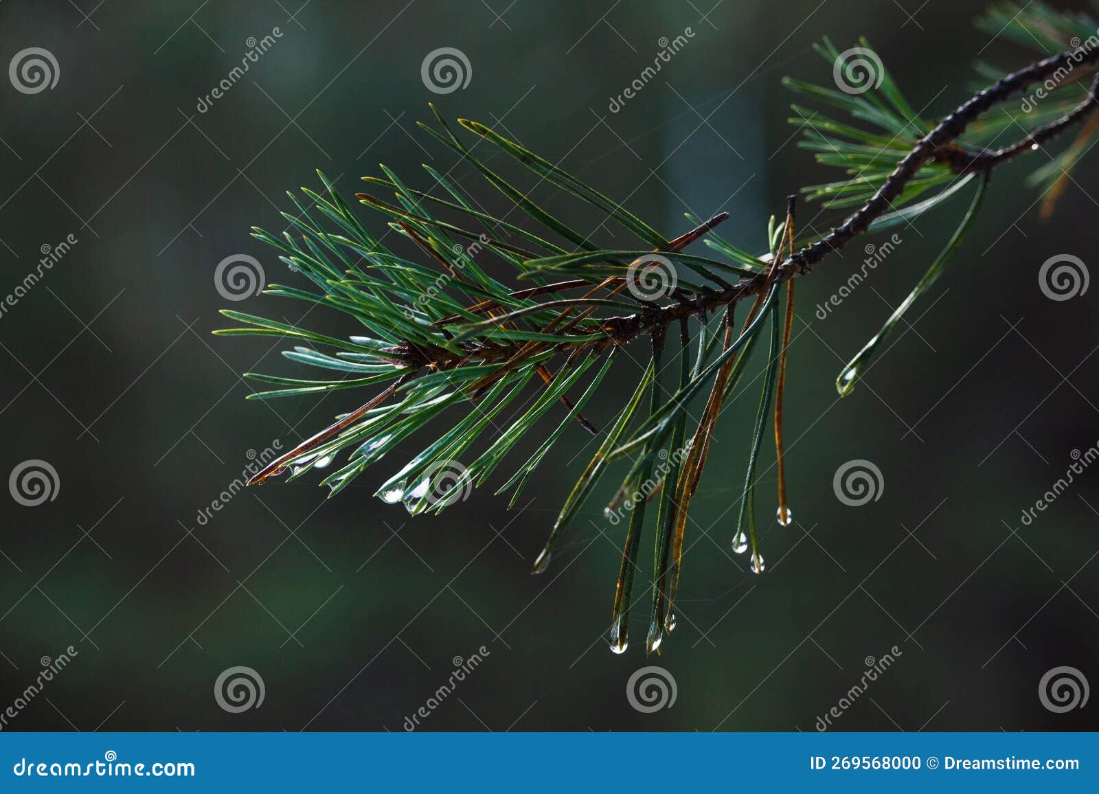 Shallow Focus Shot of Water Droplets on Pine Needles of a Conifer Tree ...