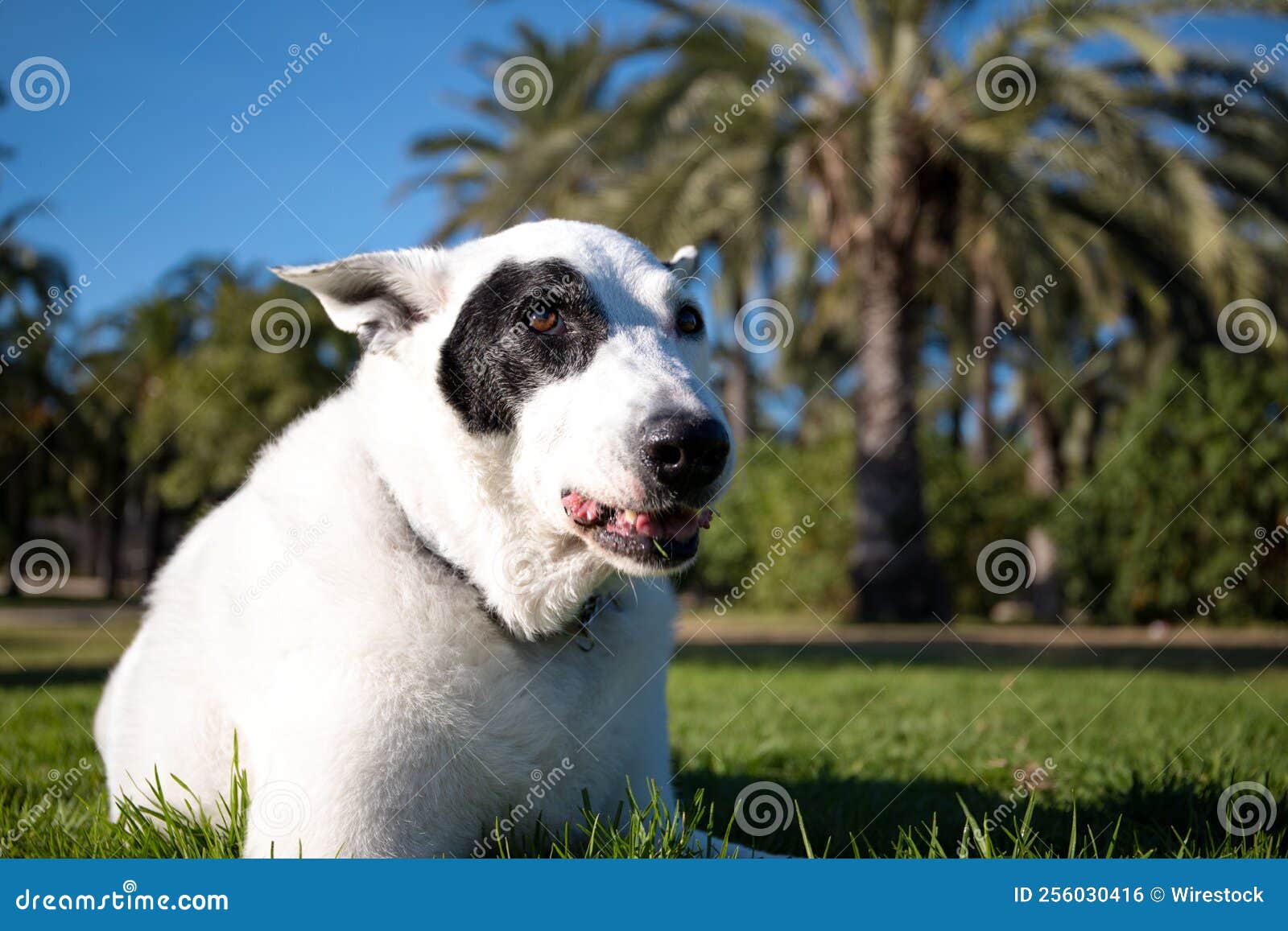 Shallow Focus Shot of a White Swiss Shepherd Mixed with English Pointer ...