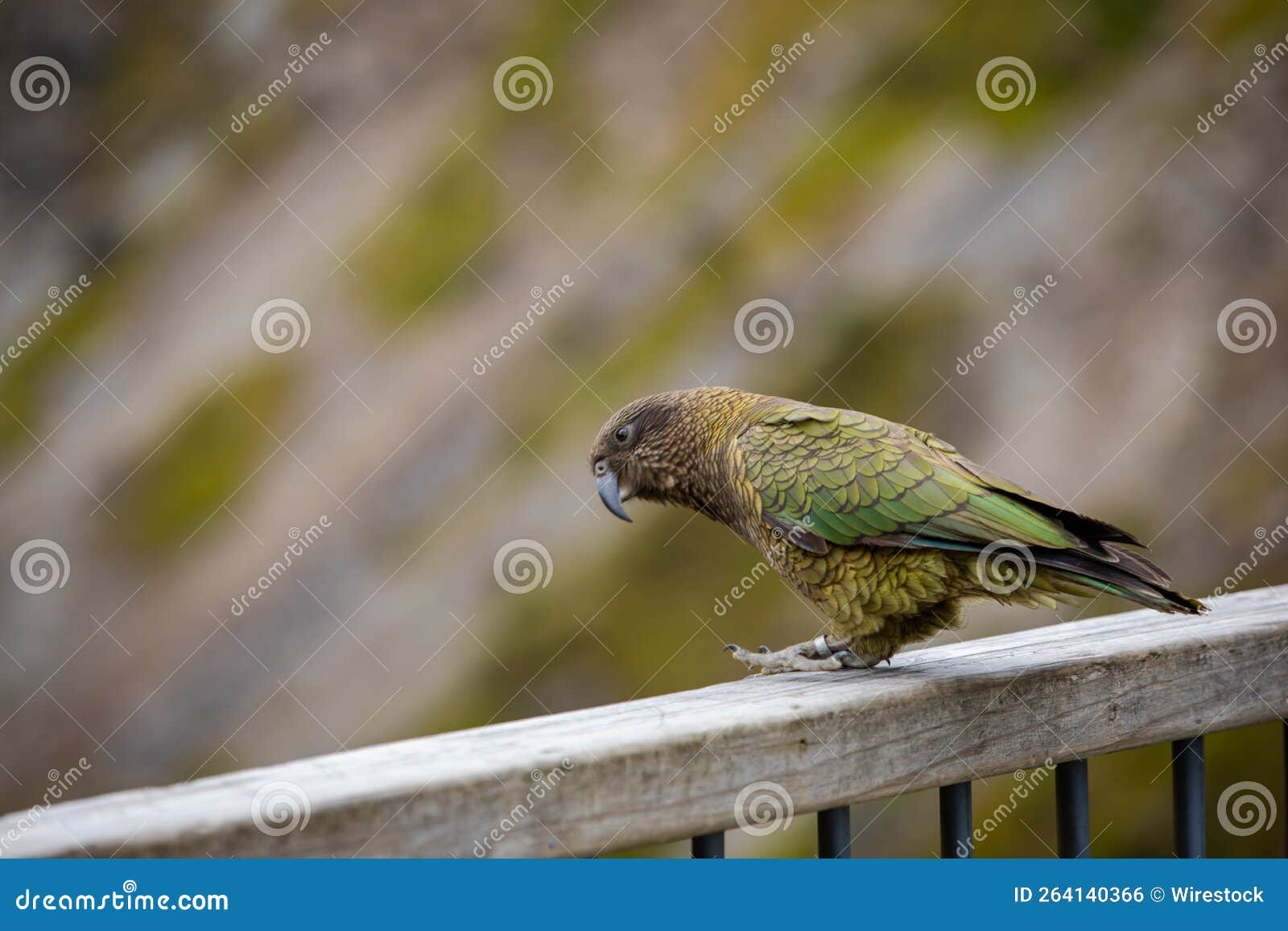 Shallow Focus Side View of Adorable Kea Bird Perched on Wooden Railing ...