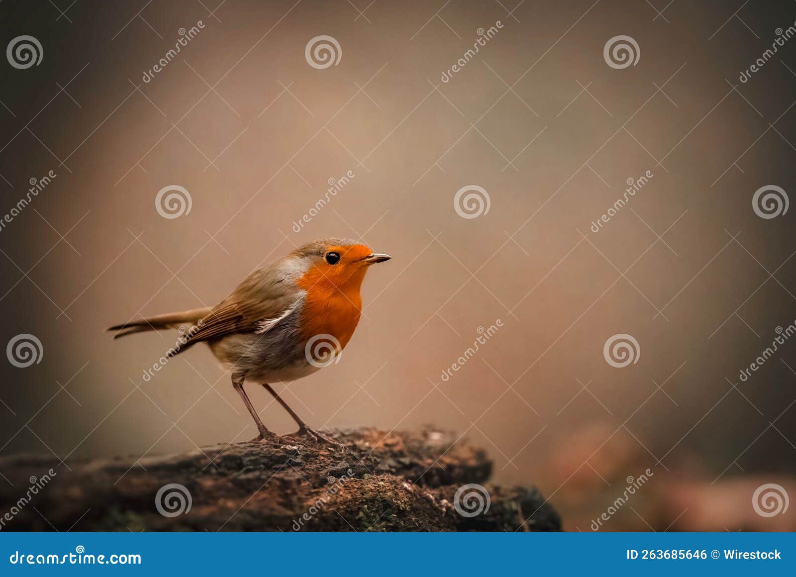 Shallow Focus Side View of Adorable Robin Perched on a Rock on Blur ...