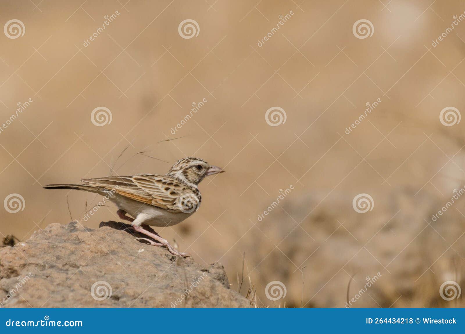 Shallow Focus of Singing Bush Lark Perched on a Stone Stock Photo ...