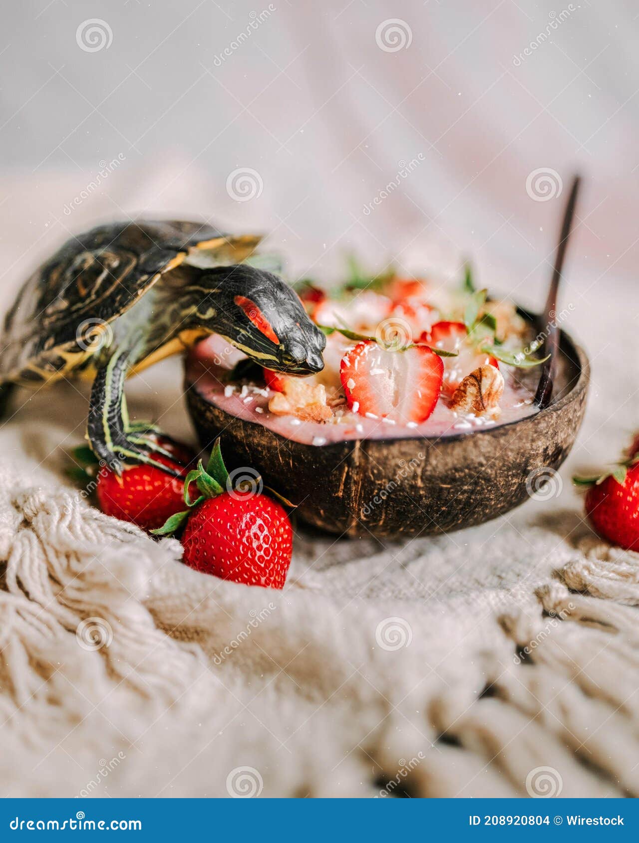 Shallow Focus of a Small Water Turtle Eating Strawberry Salad Stock ...