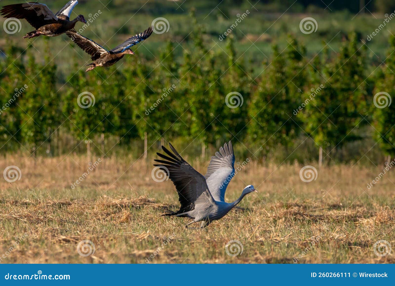 Shallow Focus of Three Blue Crane Birds Flying Over a Dry Field Stock ...