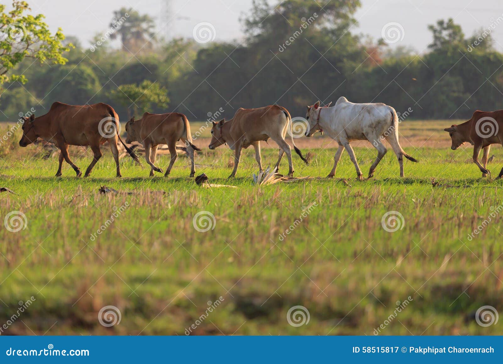 Shallow of Focus to Cows. stock image. Image of cows - 58515817