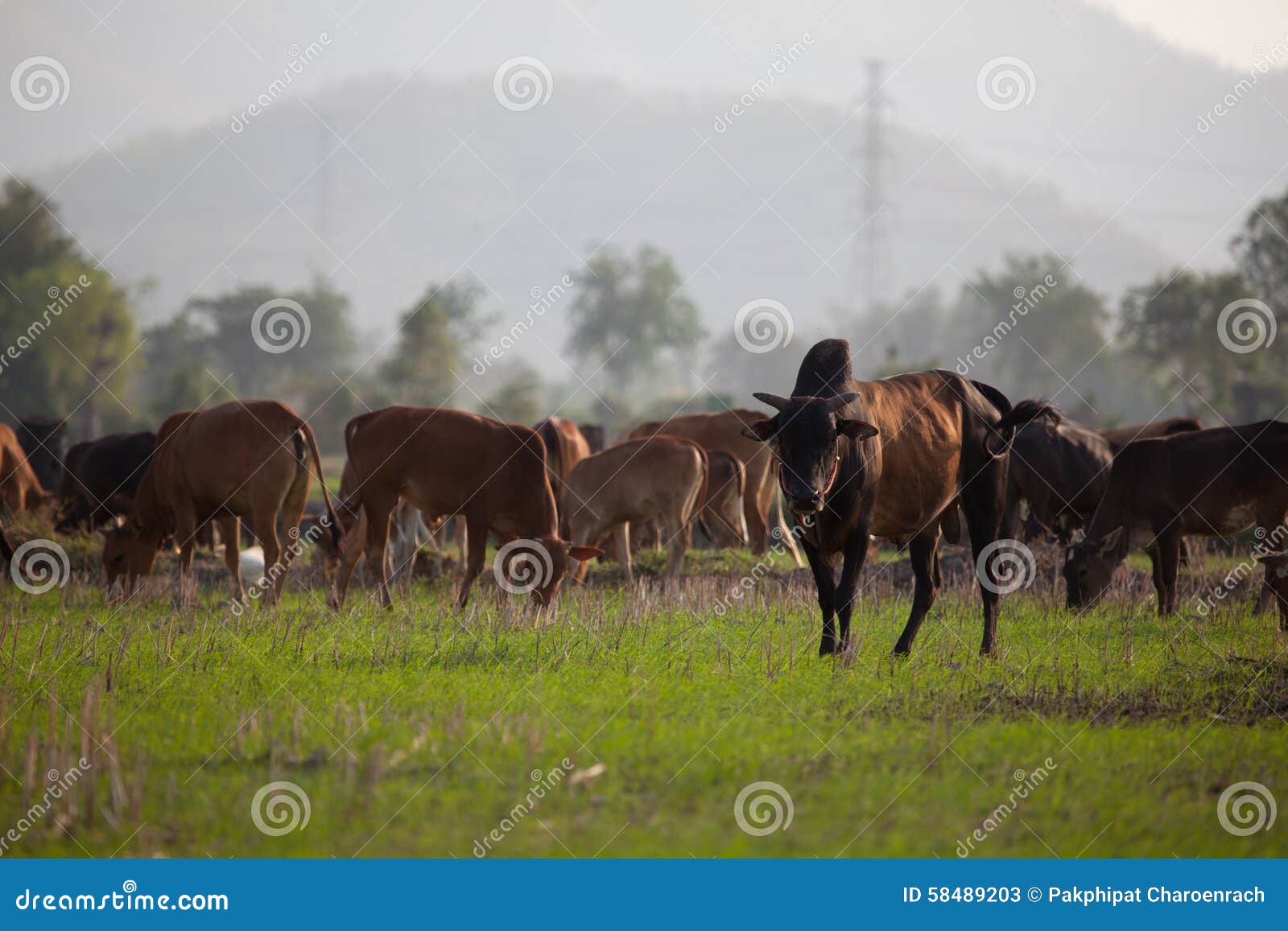 Shallow of Focus To Leader of Cow in a Field. Stock Image - Image of ...