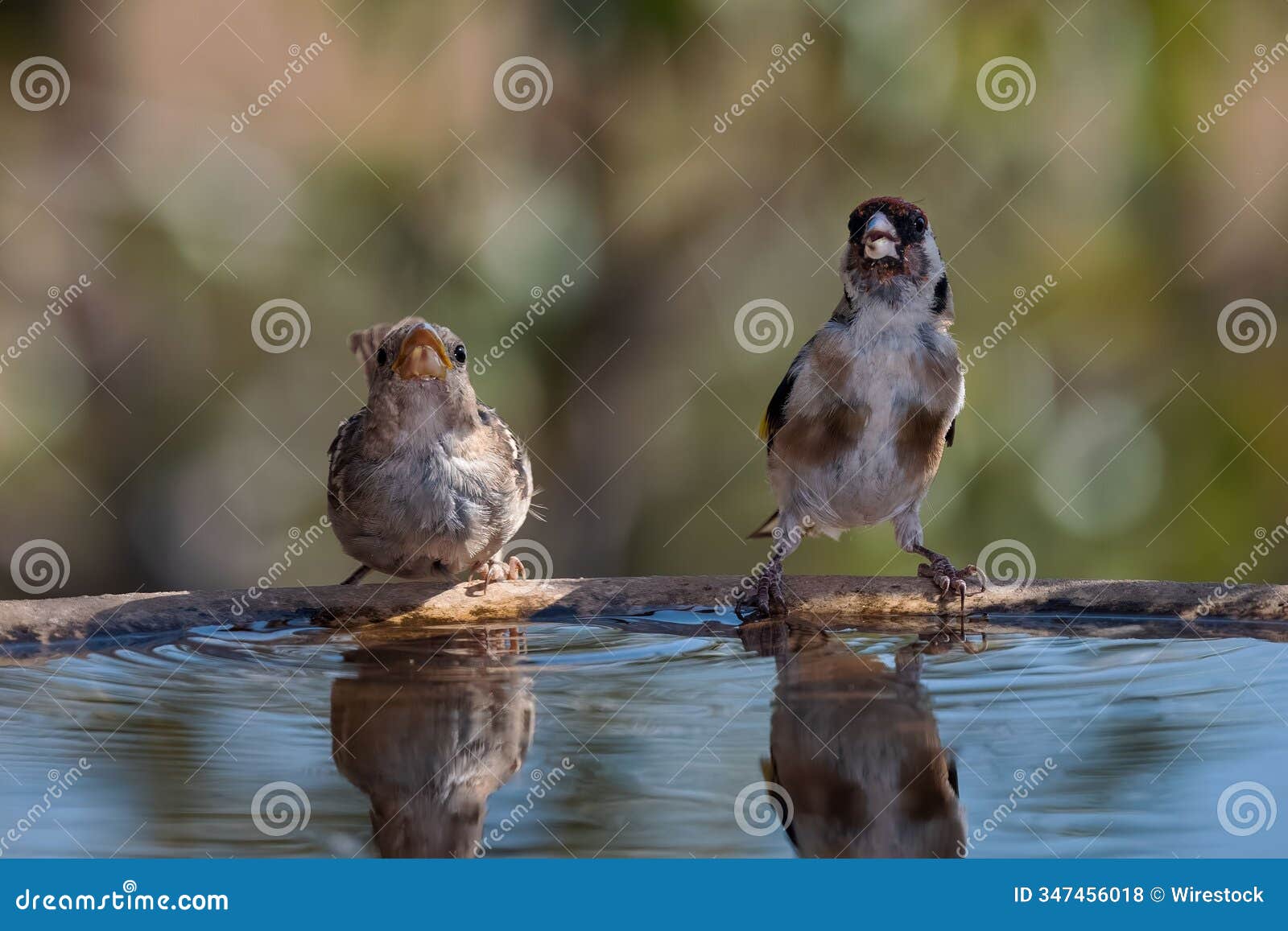 Shallow Focus of Two Birds Drinking from a Fountain. Stock Photo ...