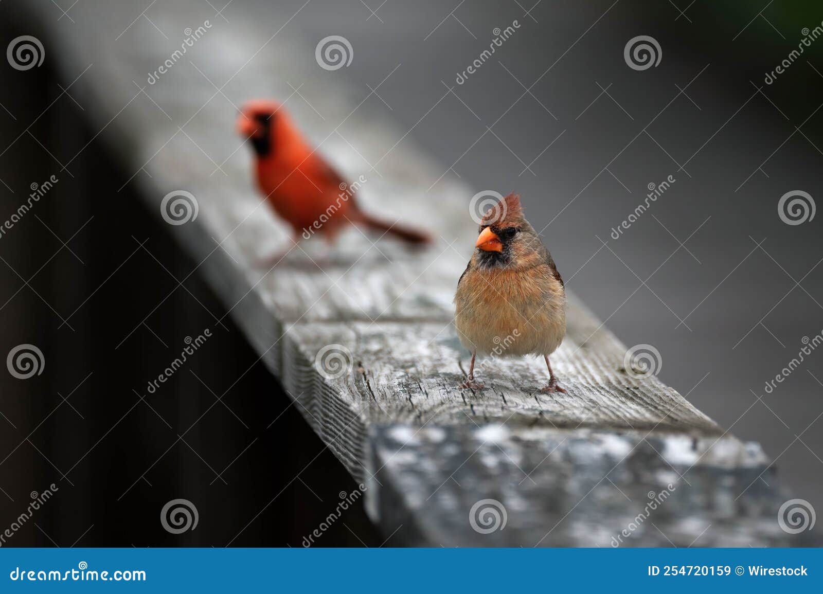 Shallow Focus of Two Cardinal Birds on a Wood Railing Stock Image ...