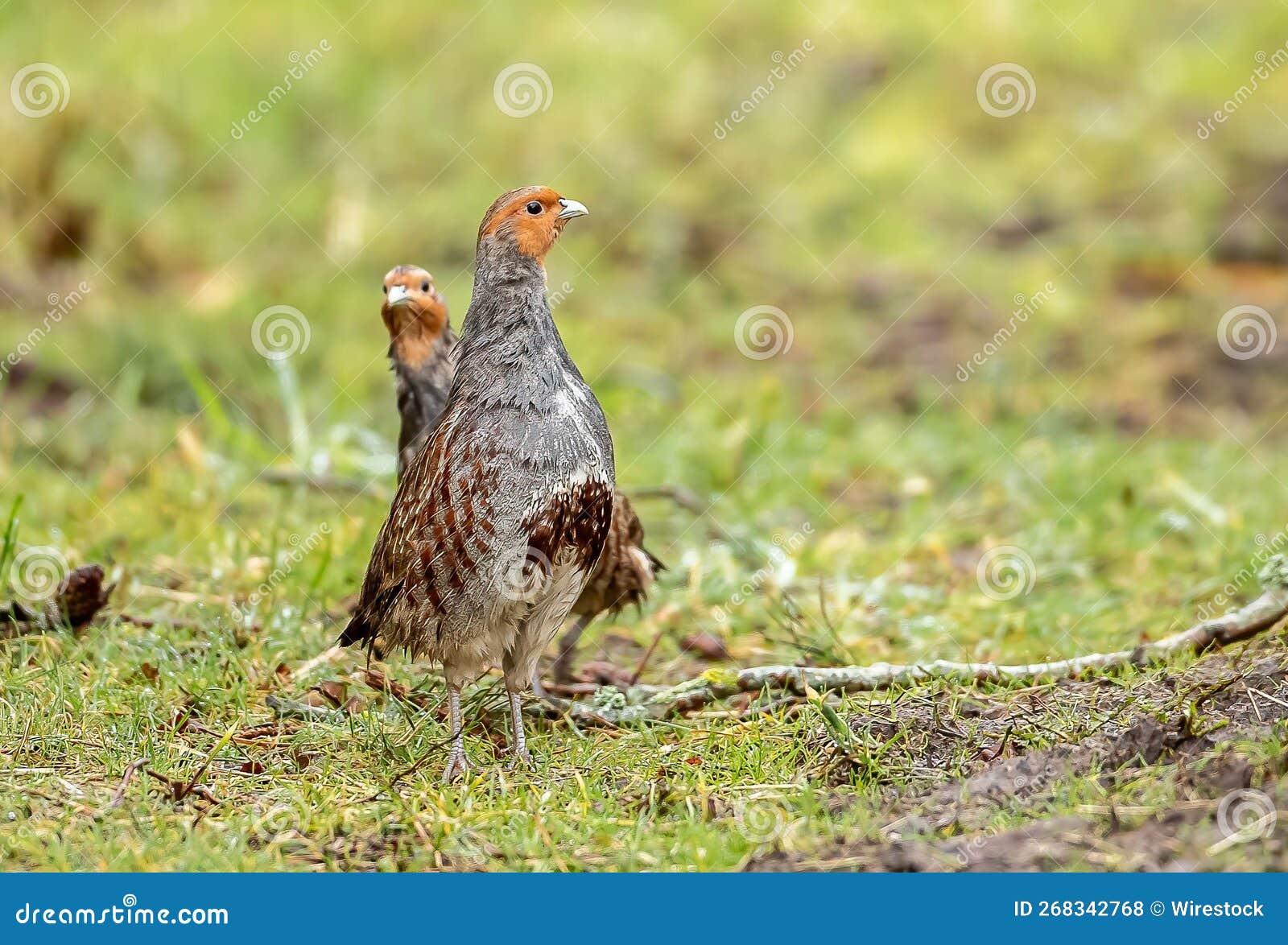 Shallow Focus of Two Gray Partridge Birds on a Green Grass Stock Photo ...