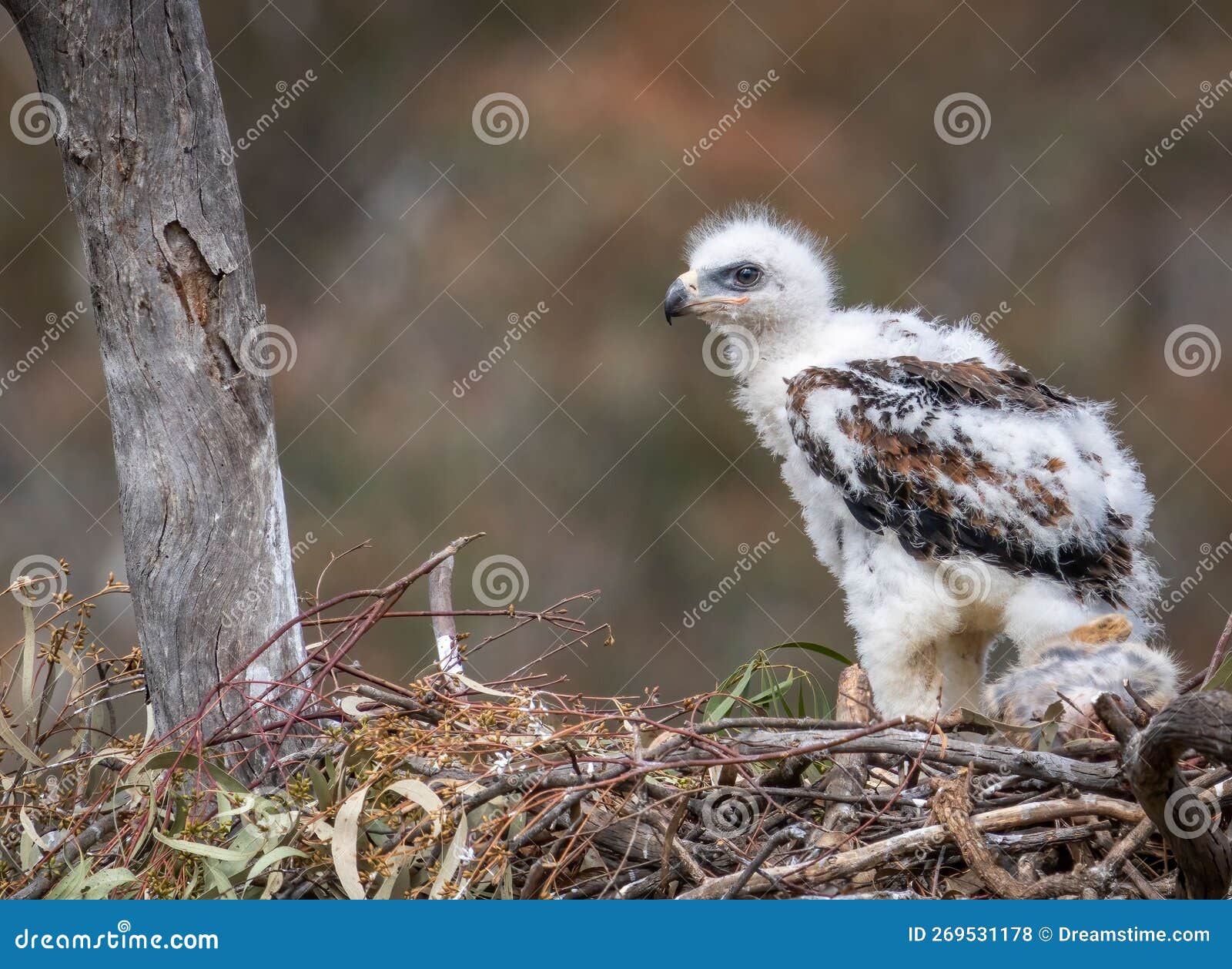 Shallow Focus of Wedged-tailed Eagle Stock Photo - Image of closeup ...
