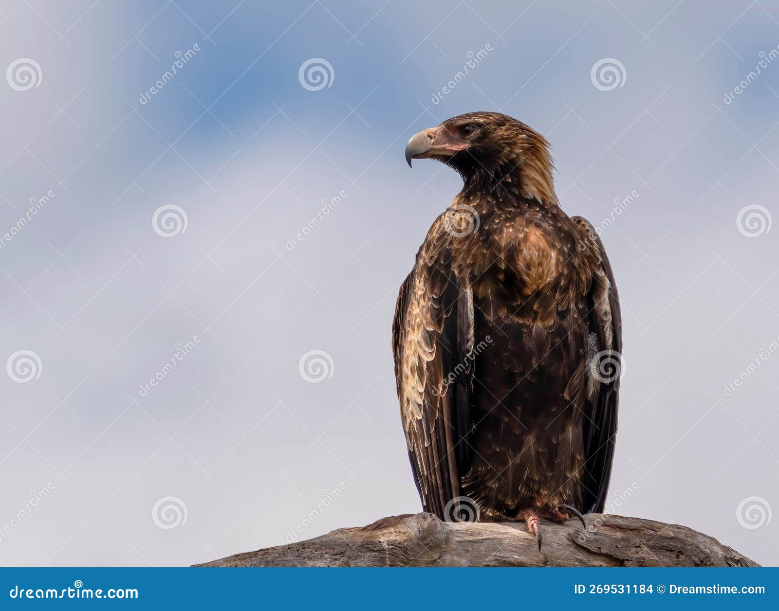 Shallow Focus of Wedged-tailed Eagle Stock Photo - Image of wild ...