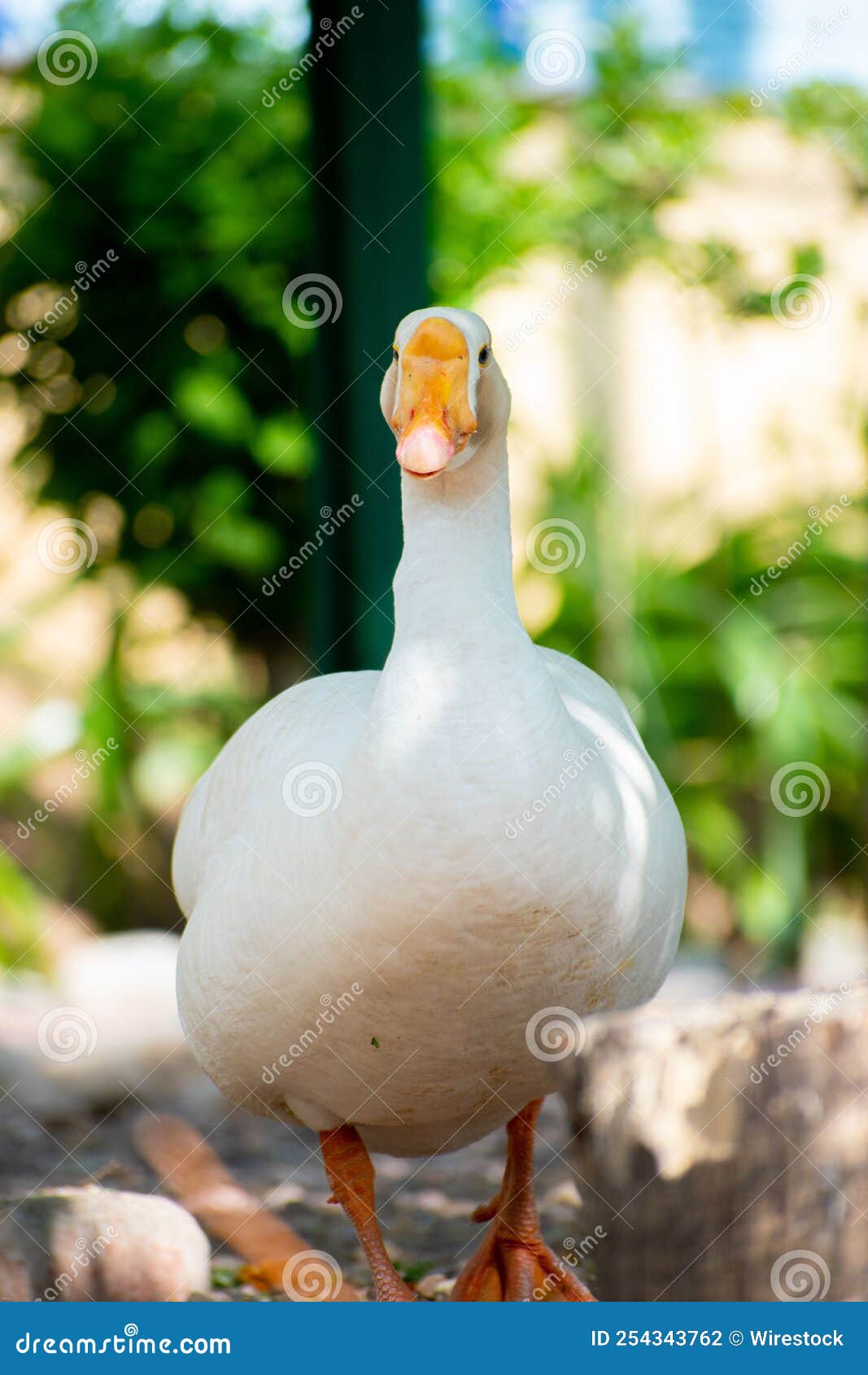 Shallow Focus of a White Anser Stock Photo - Image of freedom, bird ...