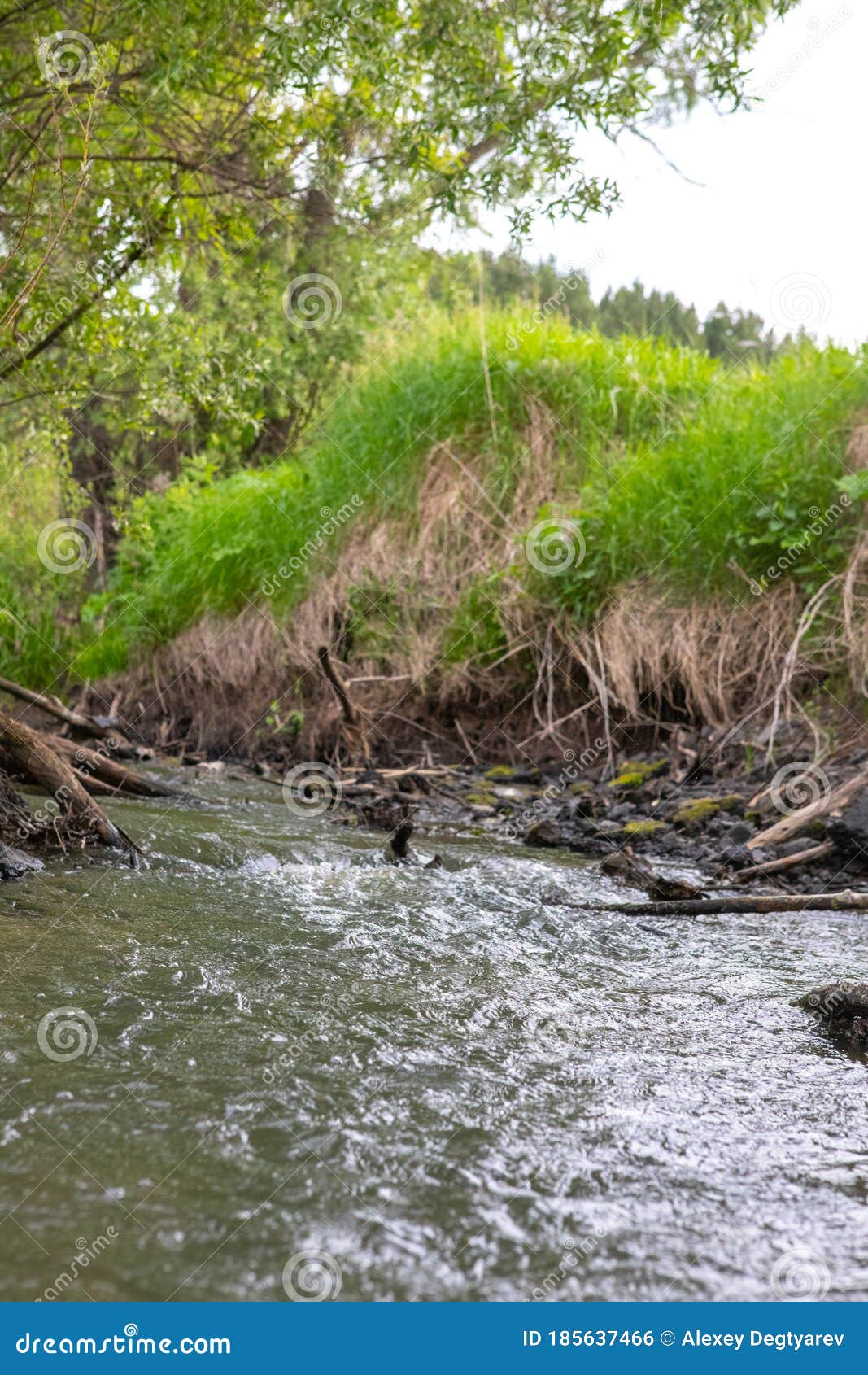 A Shallow Forest River with a Wild View. Forest Small River Wild ...