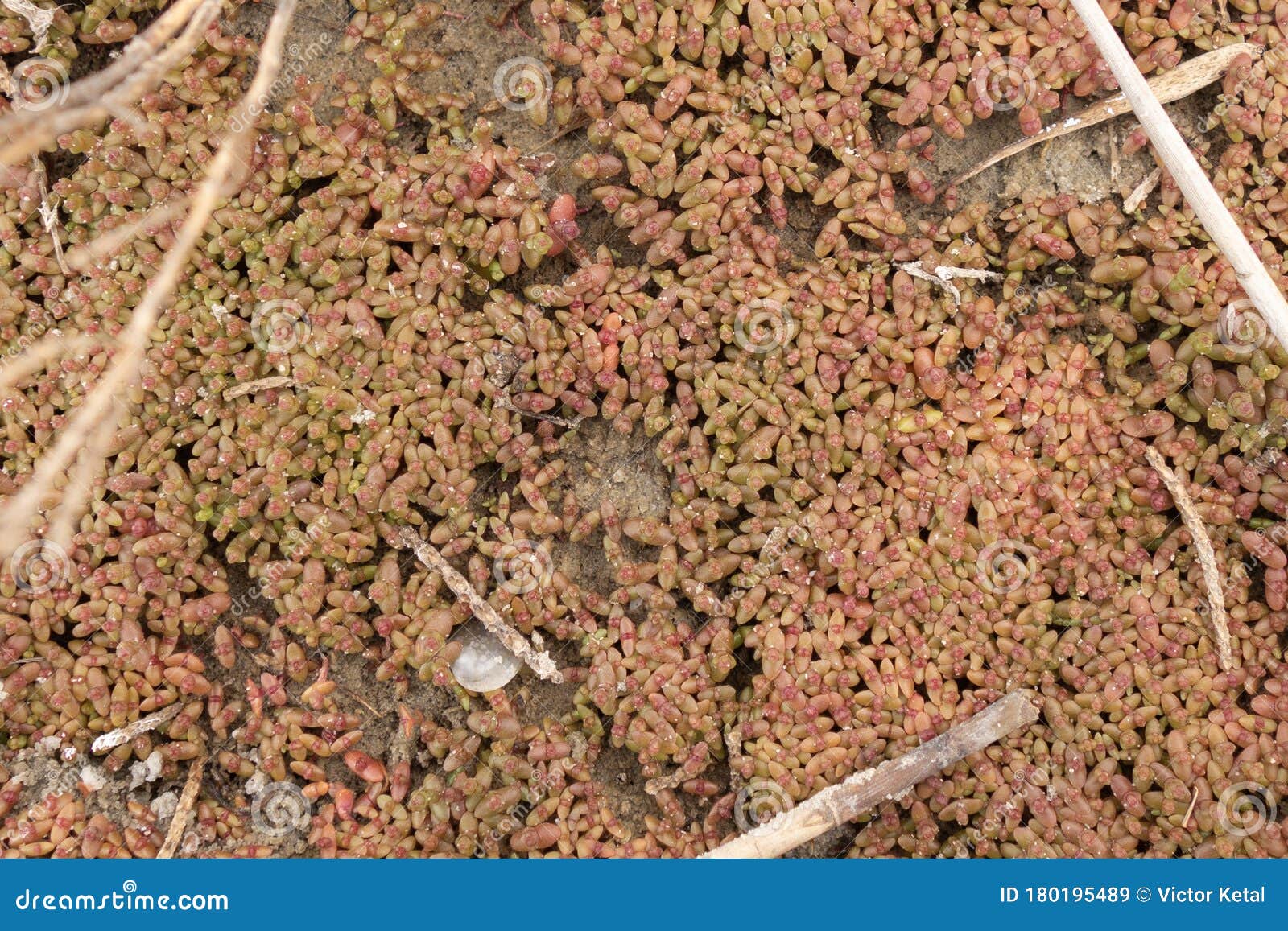Shallow Grass on the Swampy Shore of the Lake. Carpet Made of Grass ...