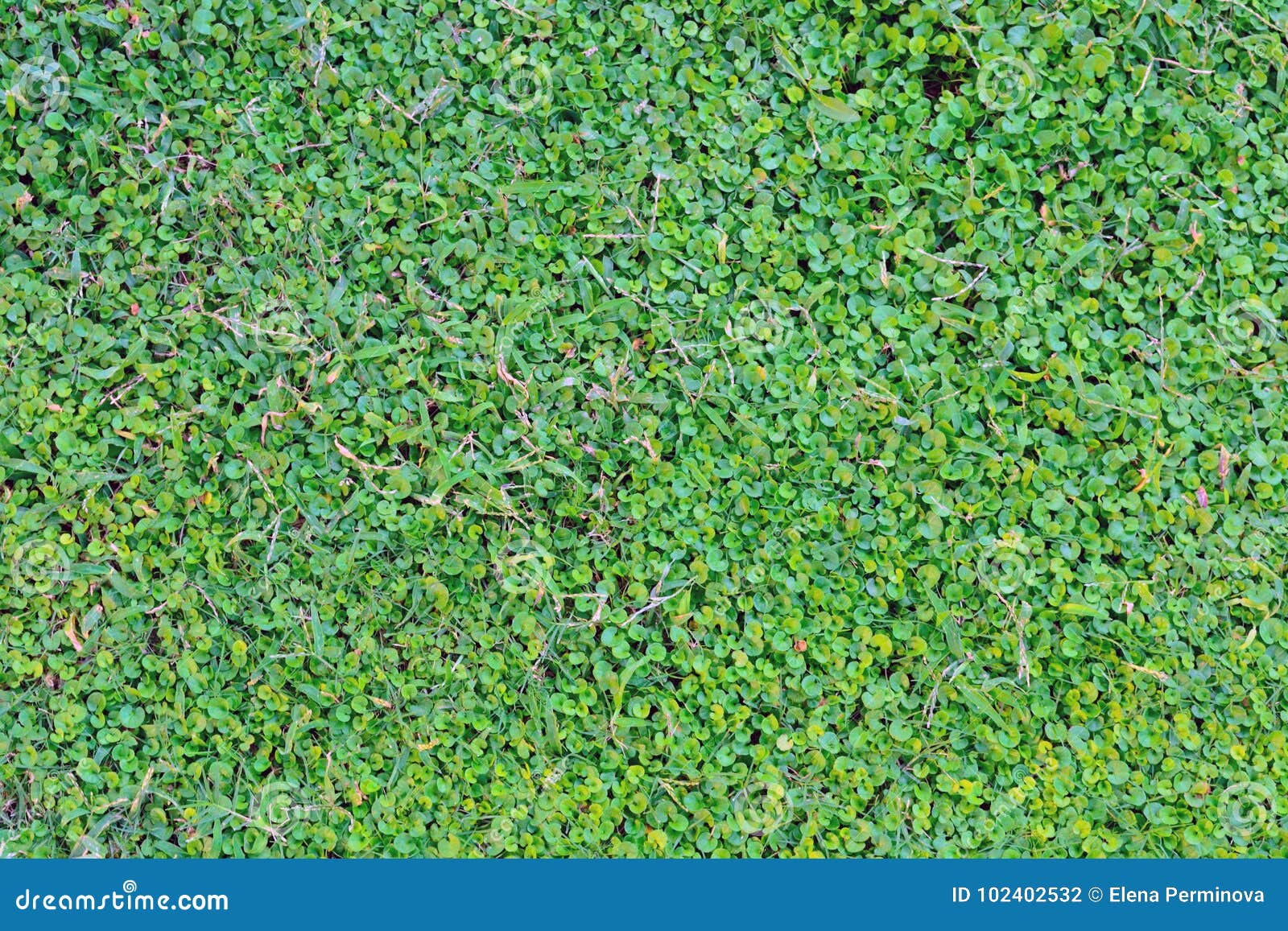 Shallow Green Grass Background Stock Photo - Image of plant, fresh ...