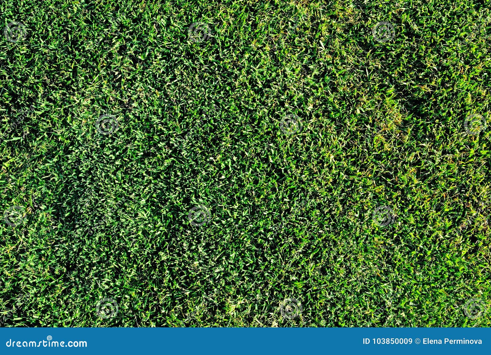 Shallow Green Grass Background Stock Image - Image of leaves, vintage ...