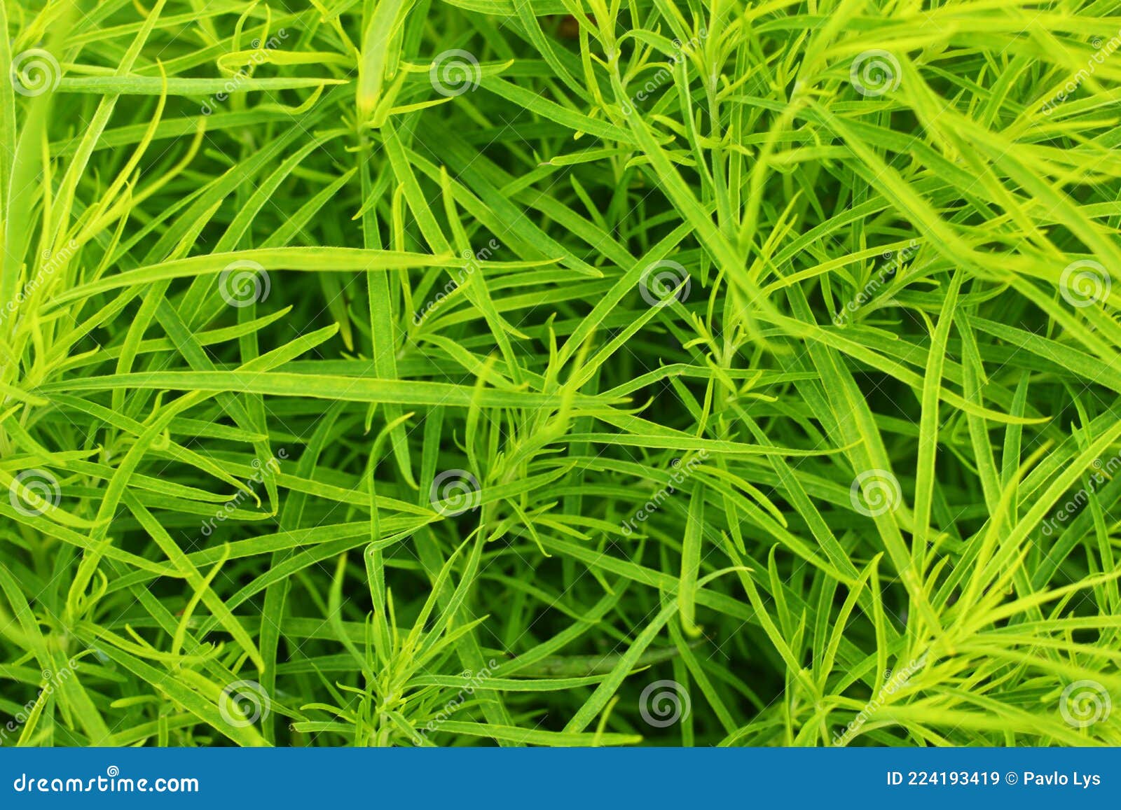 Shallow Green Grass Close Up Stock Image - Image of view, lawn: 224193419