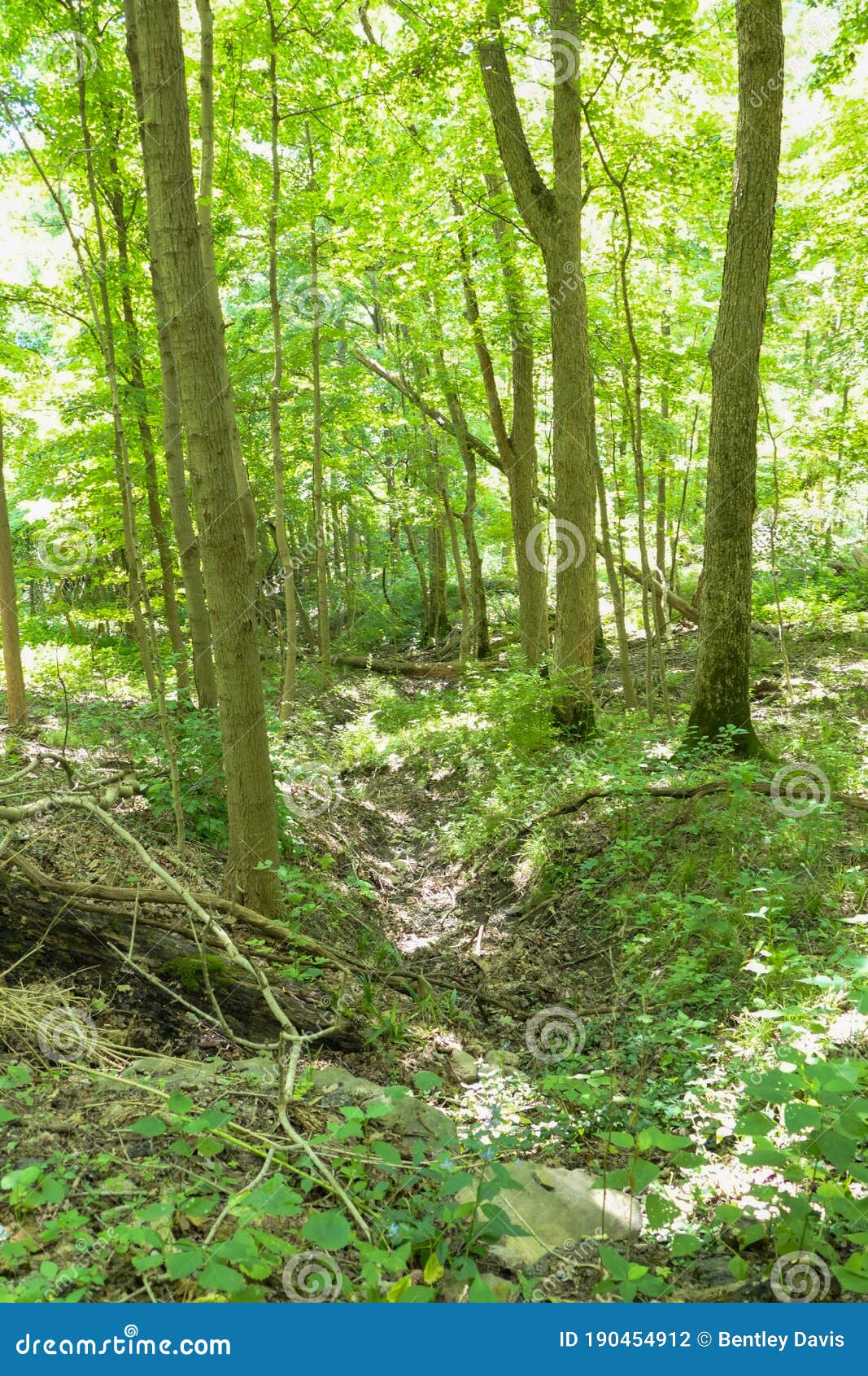 Shallow Gully through a Forest Stock Photo - Image of landscape ...
