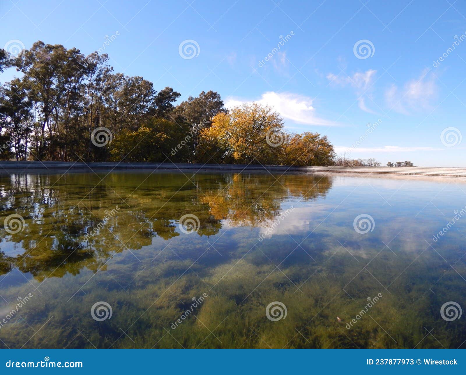 Shallow Lake with Moss and Reflection of Trees on it Stock Image ...