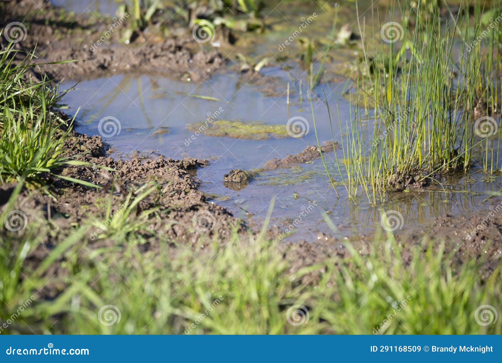 Shallow Marsh Water stock image. Image of marsh, nature - 291168509
